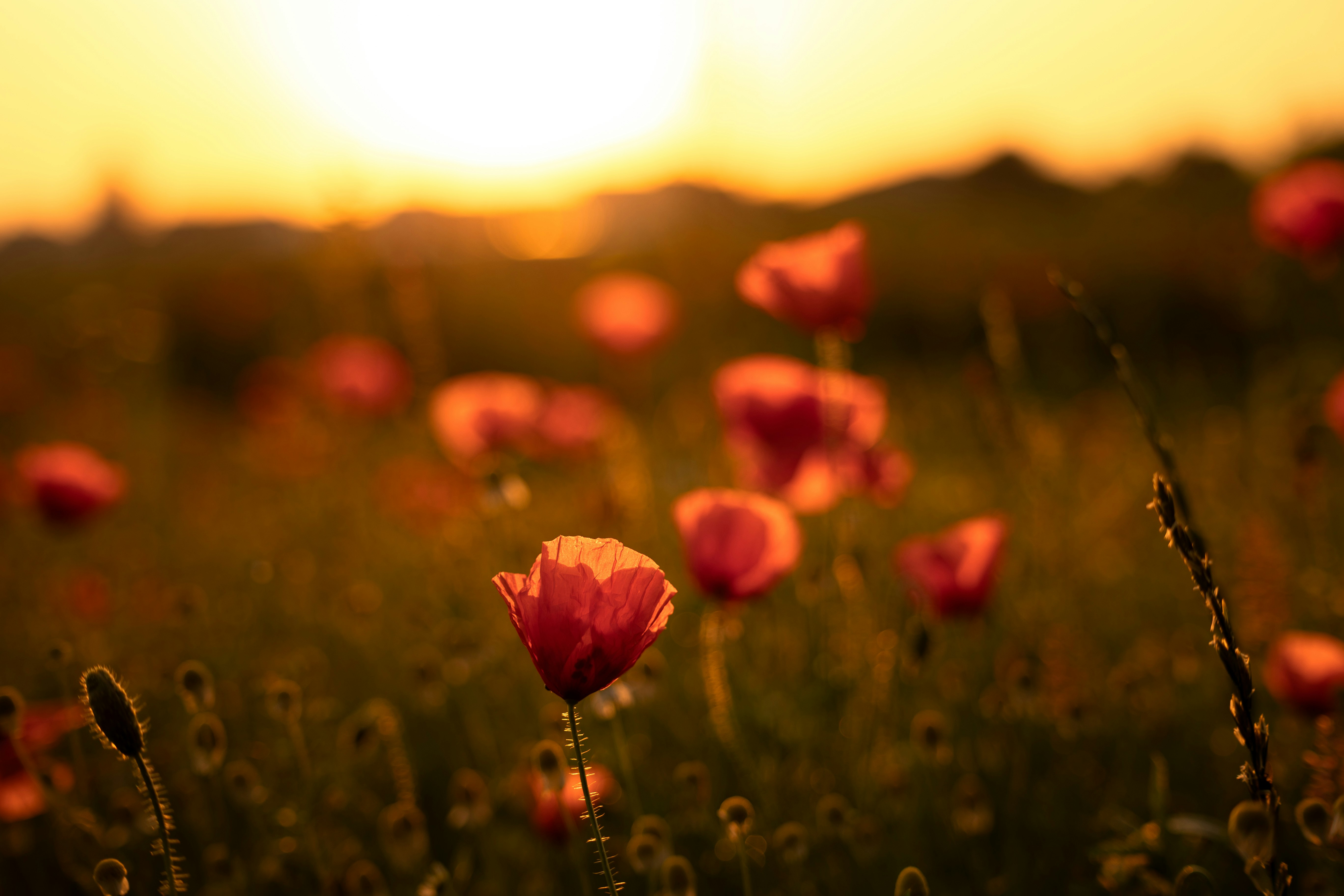 Sunlit Poppies at Field’s Edge