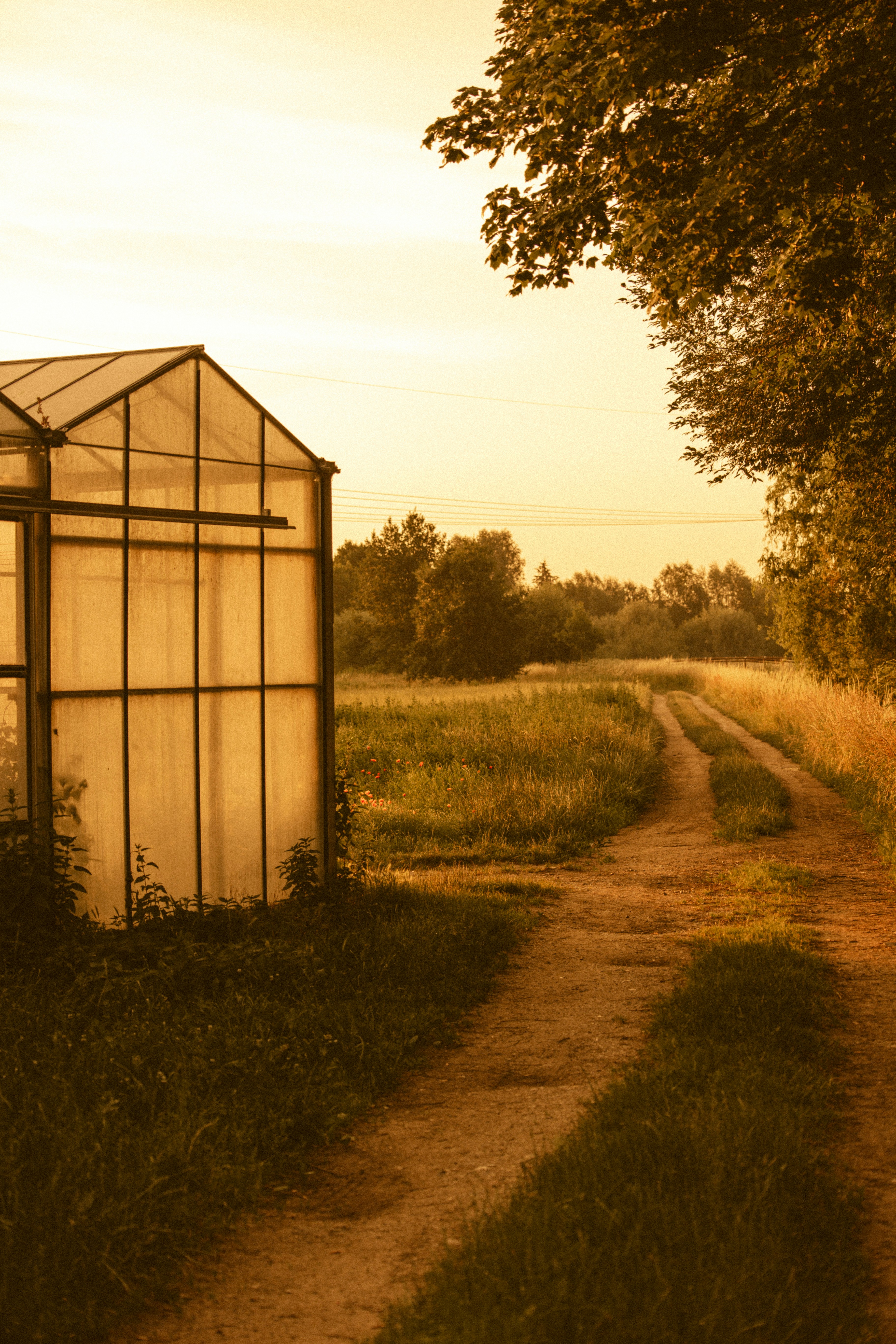 Golden Hour at the Greenhouse Path