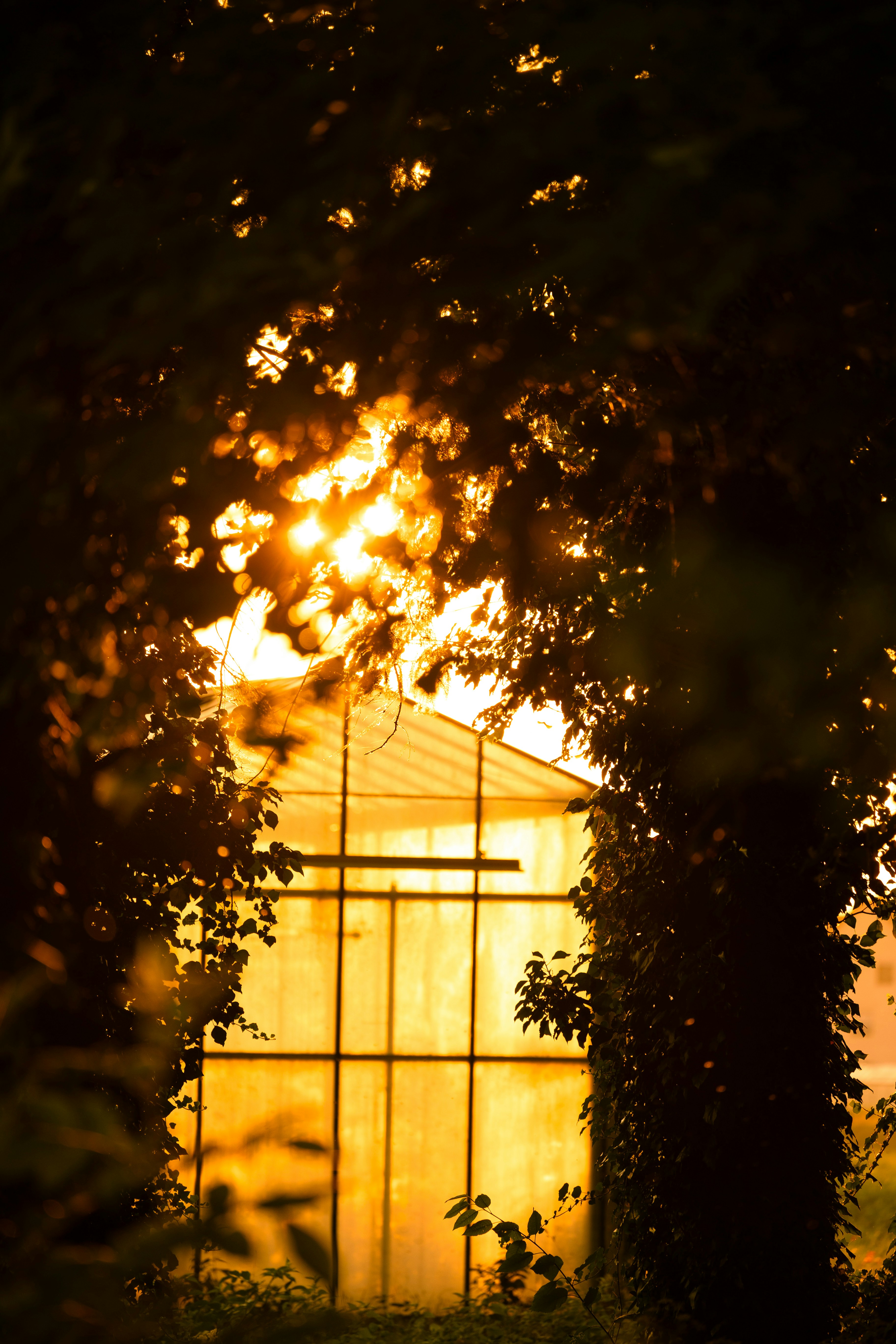 Golden Glasshouse Through a Veiled Arbor