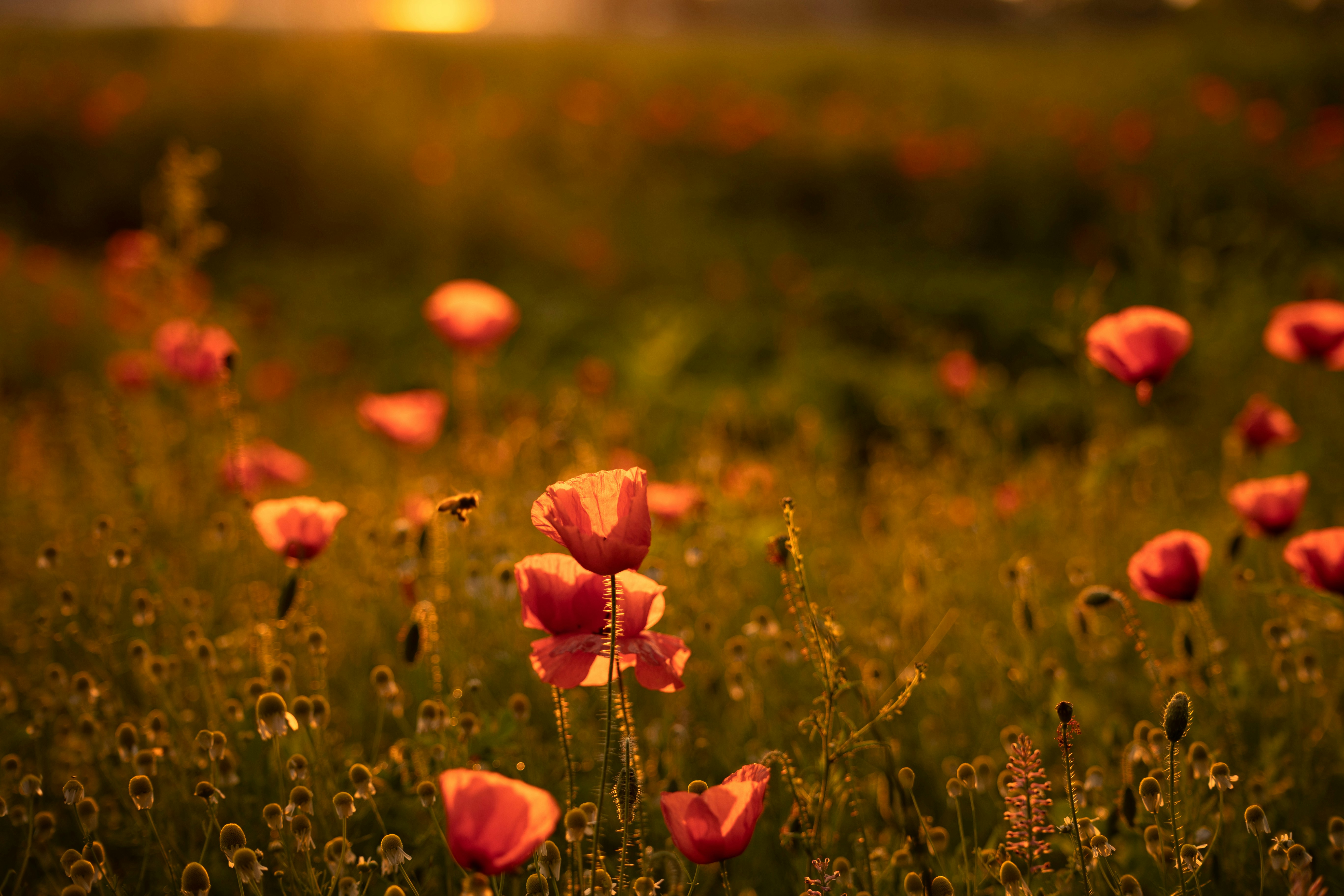 Amber-hour Prairie: Wildflowers in a Sunlit Field