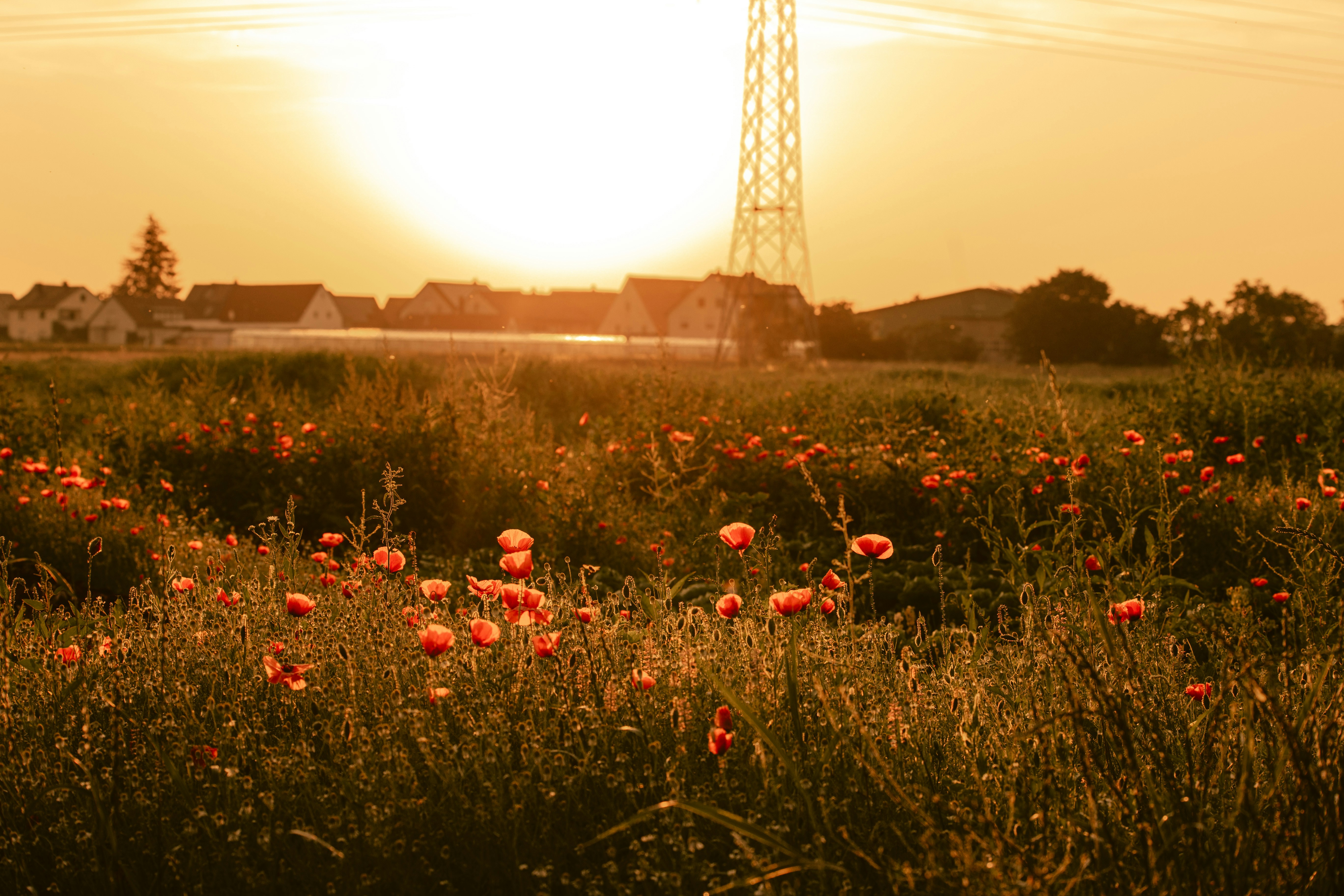 Golden-hour field with red poppies leading toward a distant town and a transmission tower; warm tones and soft backlight highlight the rural scene.