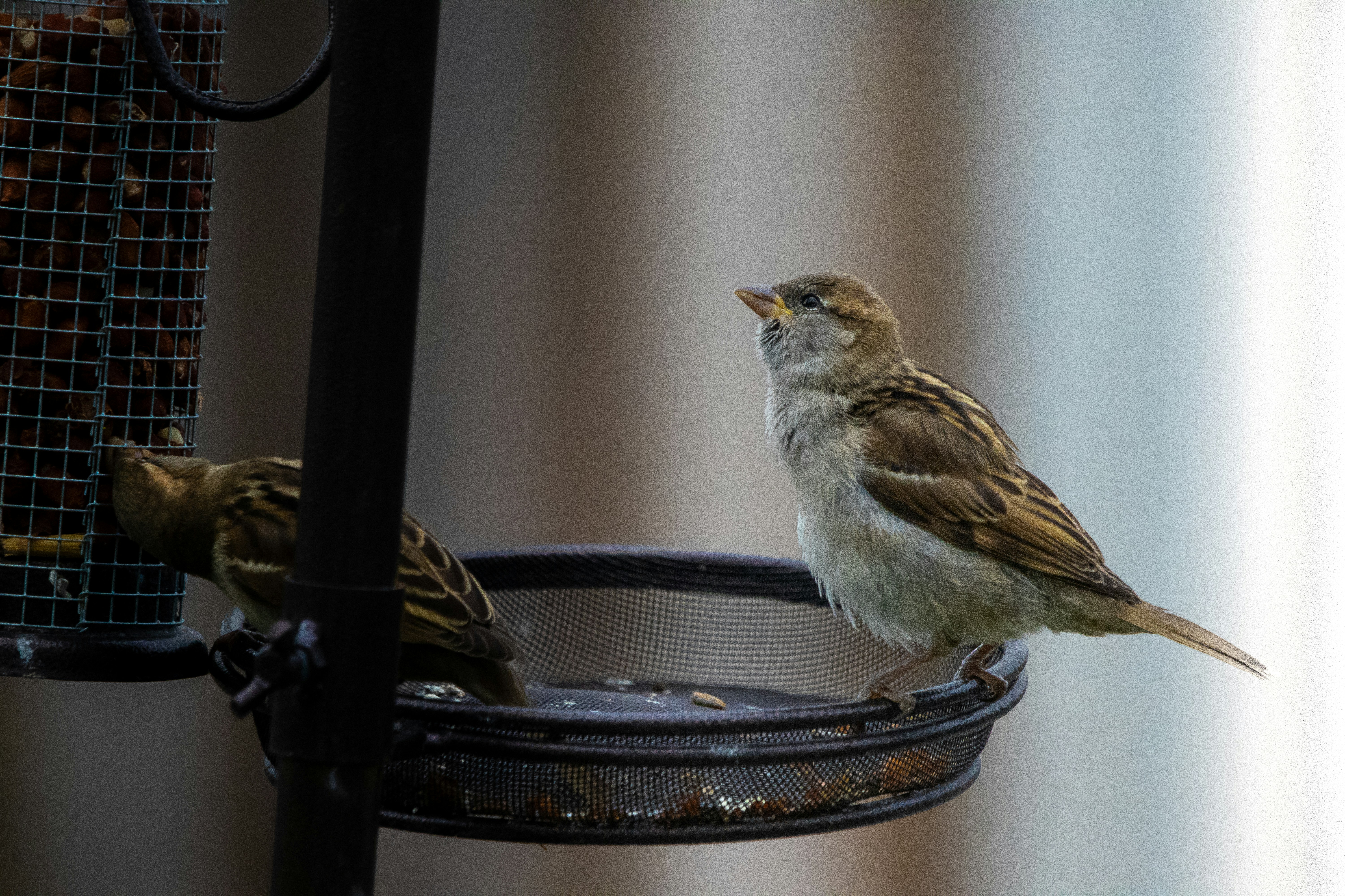 Sparrows at a Bird Feeder Two small sparrows feeding quietly from a backyard bird feeder, captured in soft natural light with a calm urban nature feel.