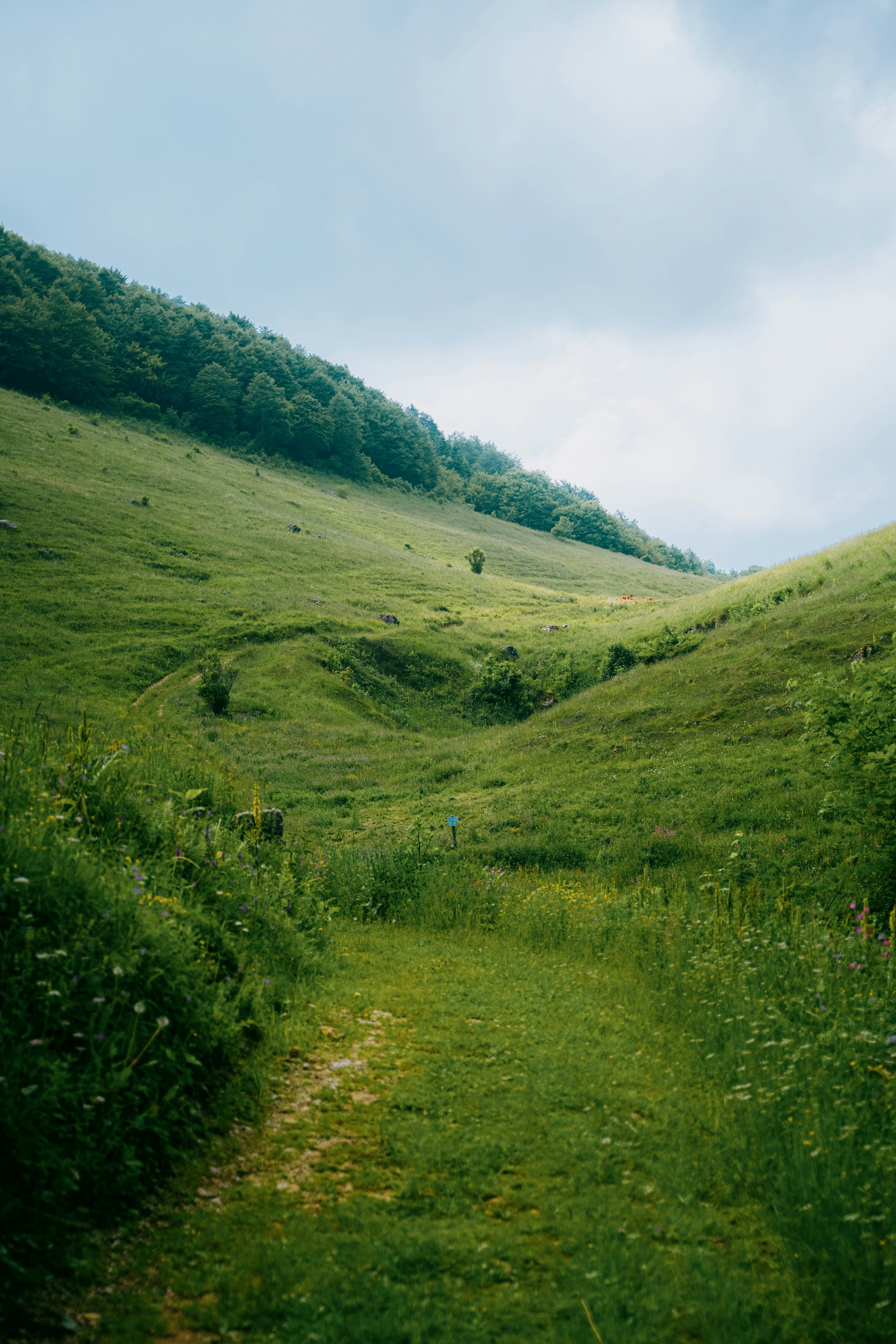 A Green Staircase to the Distant Hills
