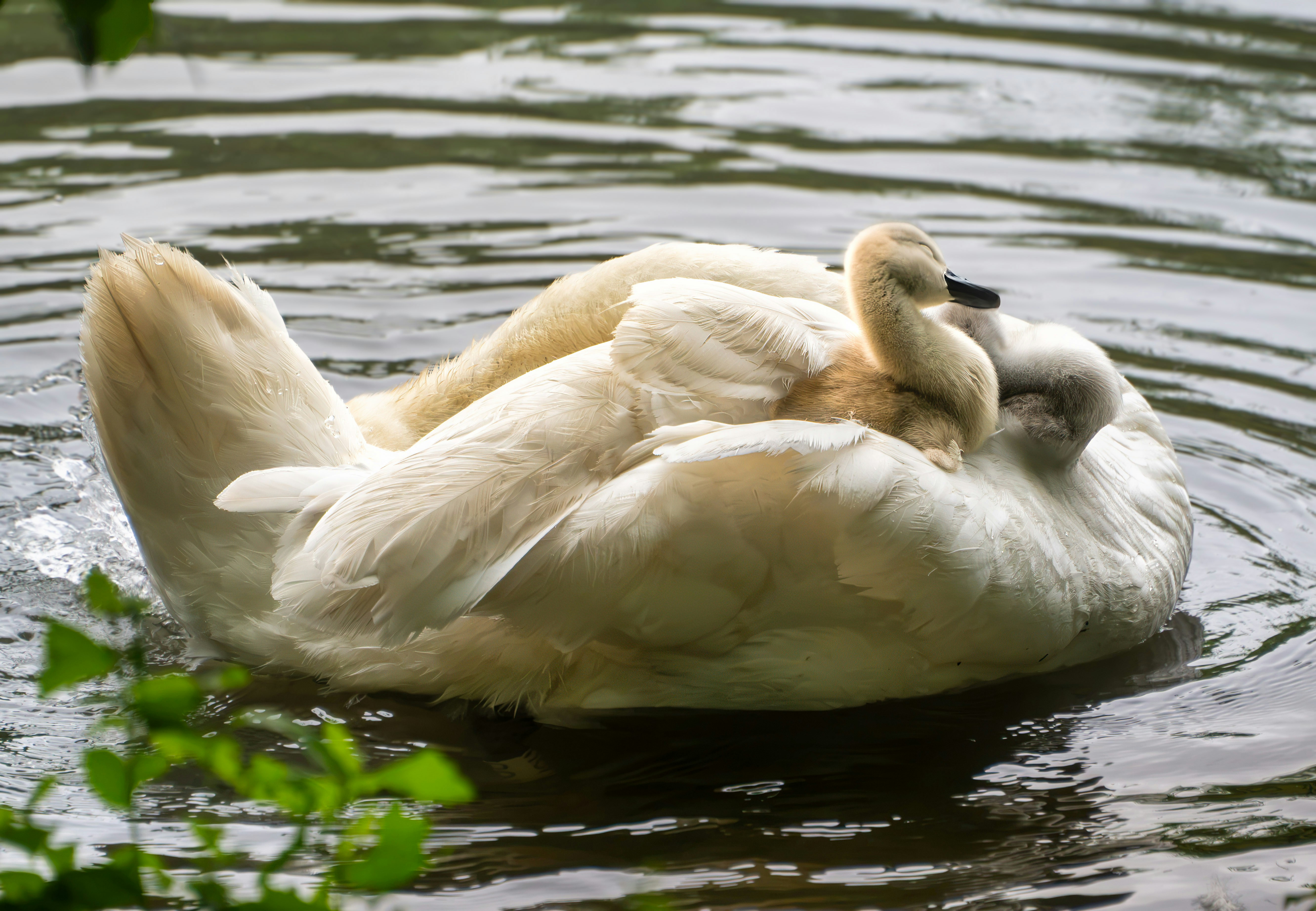 Twin-White Swan Embrace on a Quiet Pond
