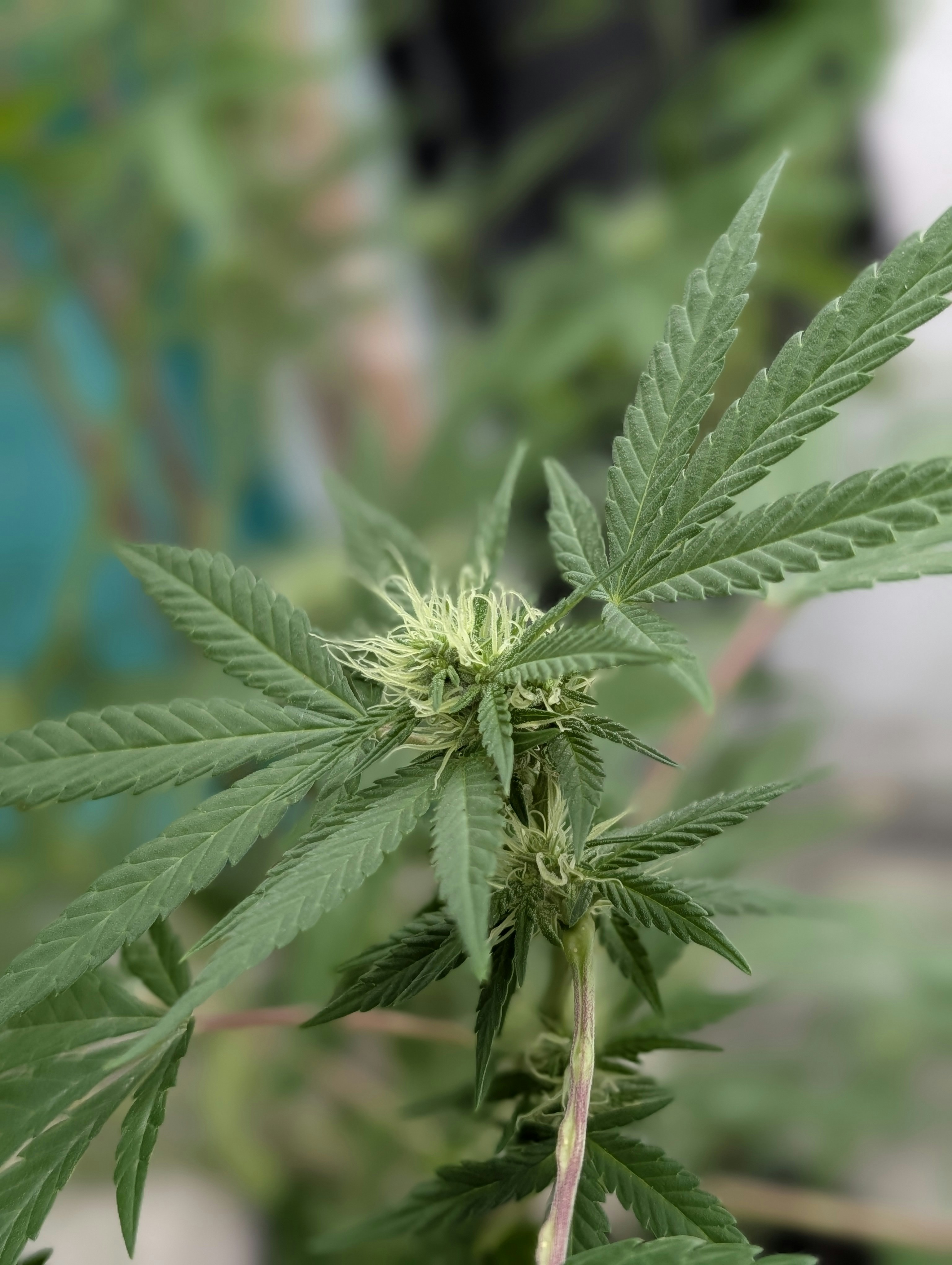 A cannabis plant close-up highlights a budding cola with serrated leaves in a garden. The scene emphasizes plant structure and texture, presented as a photograph.