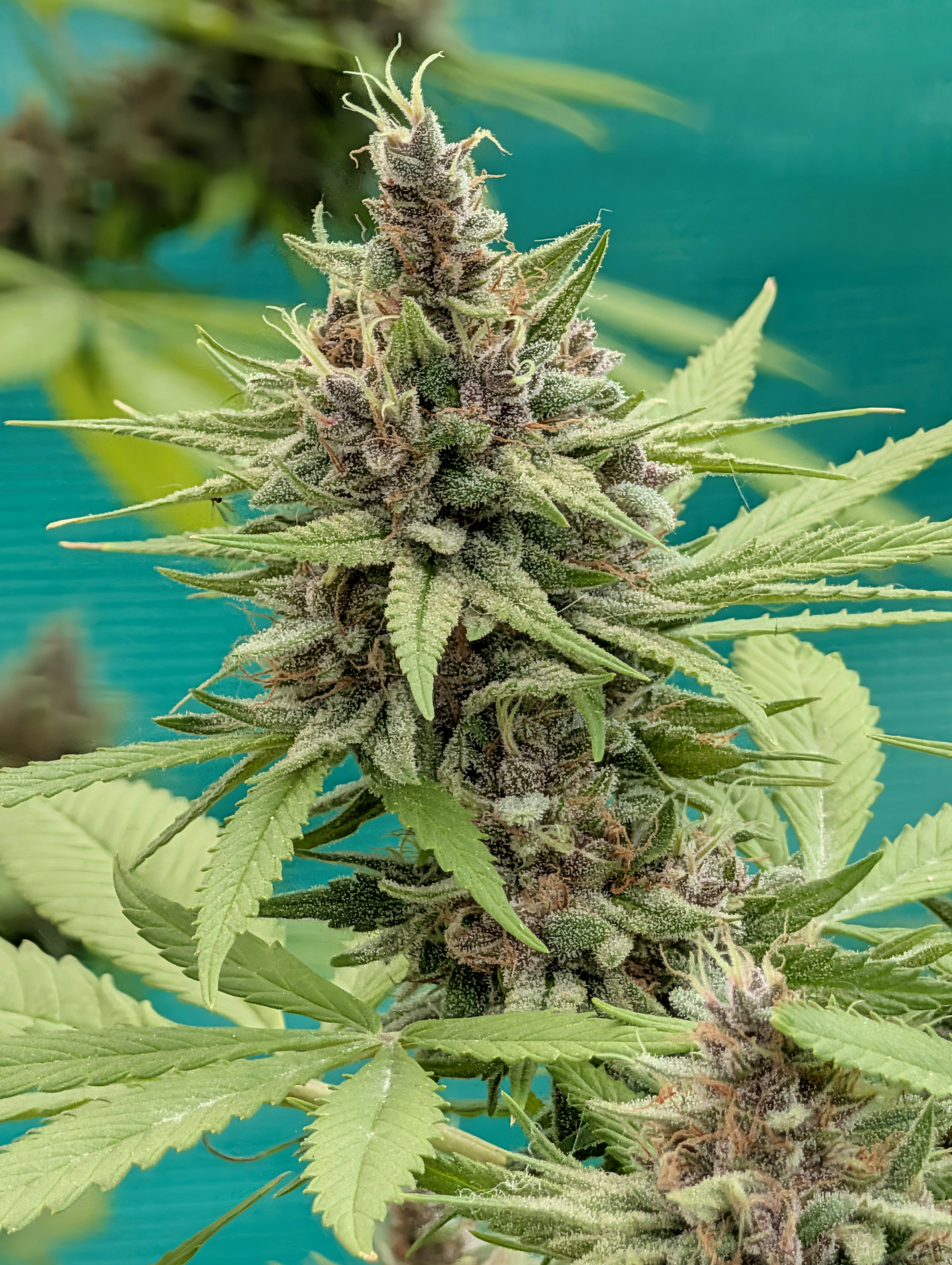 Crystal Crown of Buds: A Fedora of Frost on a Cannabis Plant