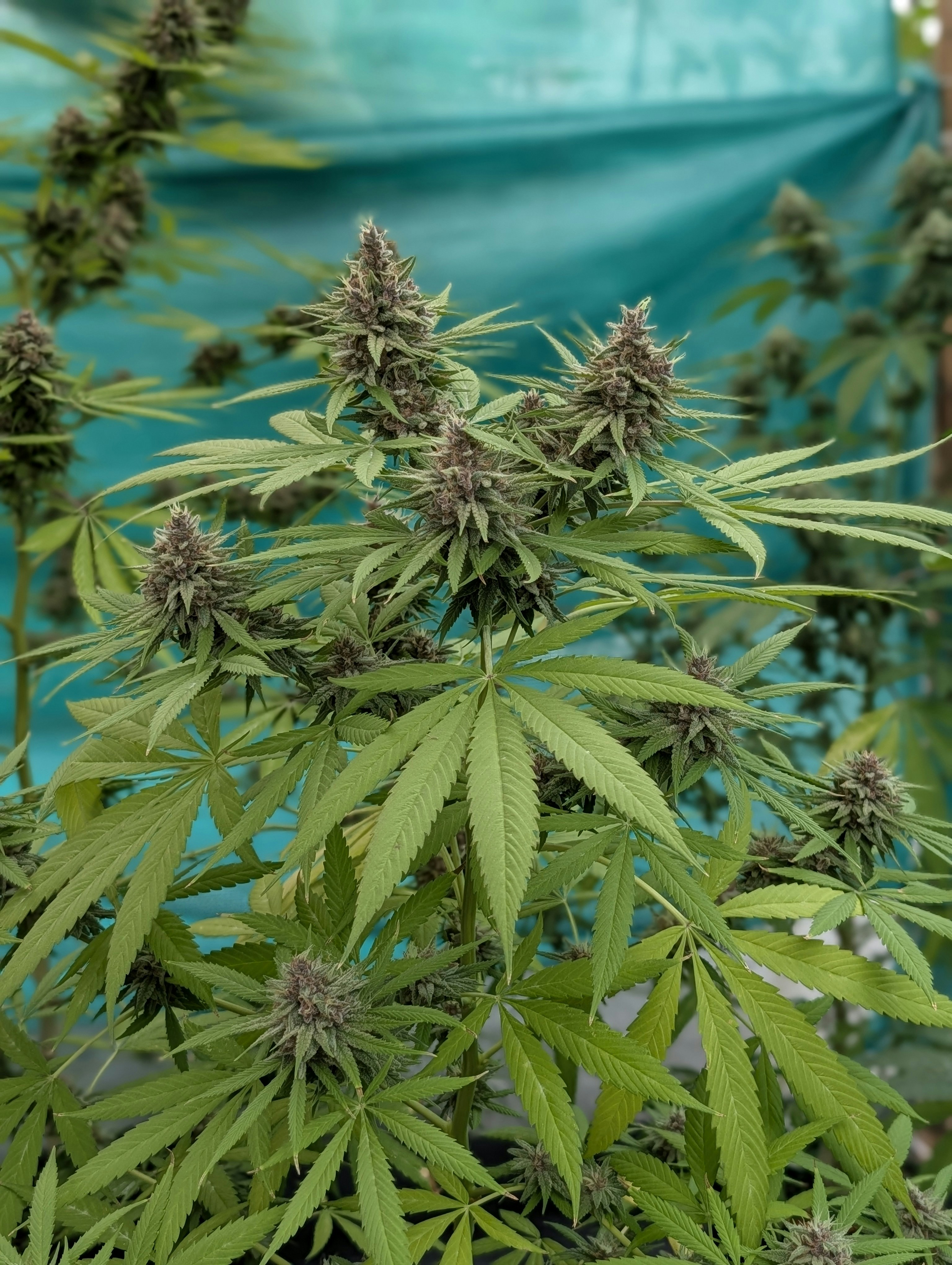 Vibrant cannabis plants with purple-tinted buds reach toward the frame against a turquoise barrier, showcasing dense foliage and clustered flowers.