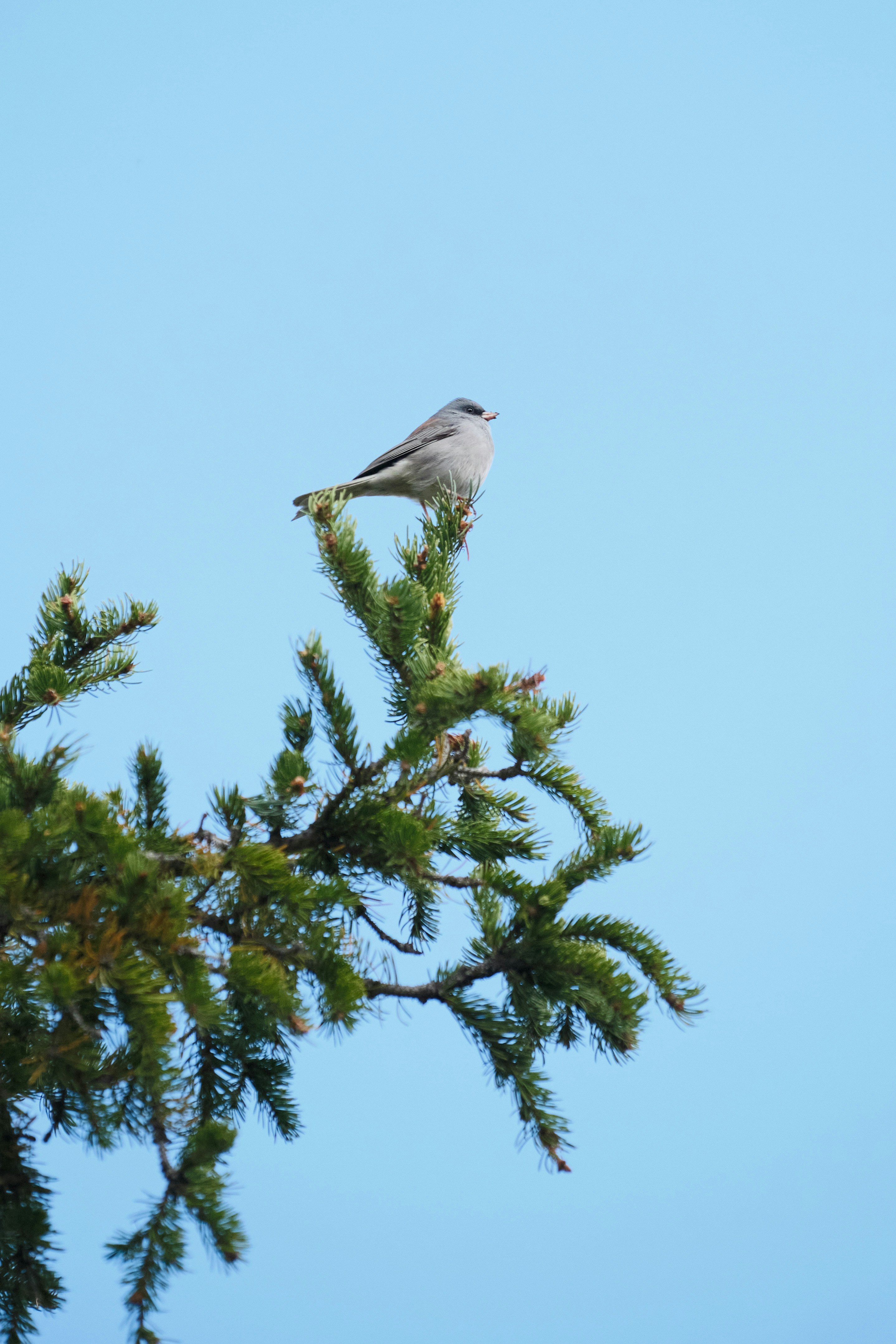 Topmost Perch: A Small Oriole Graced by Clear Sky