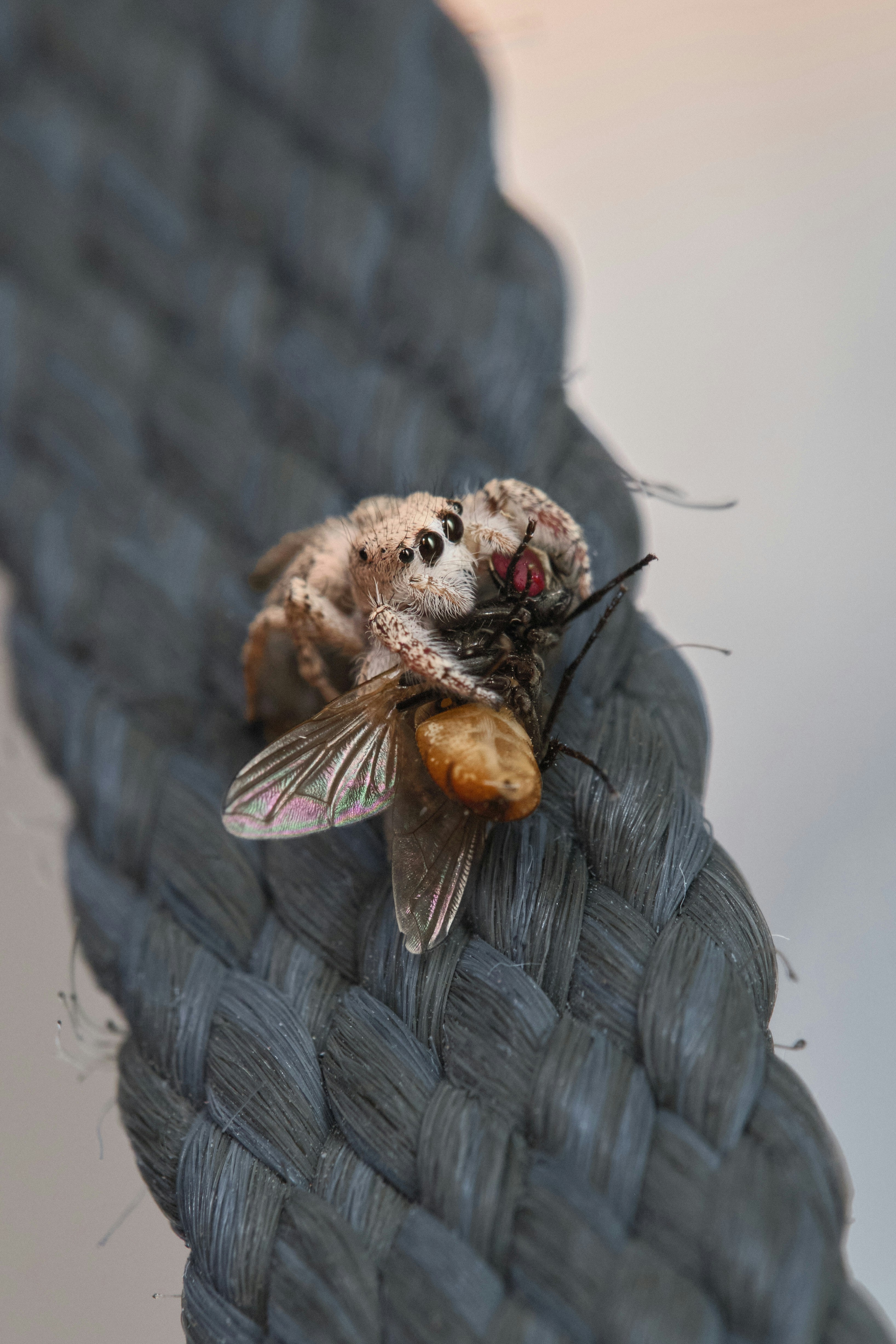 Tiny Moth Warrior Clutched by a Thick Rope