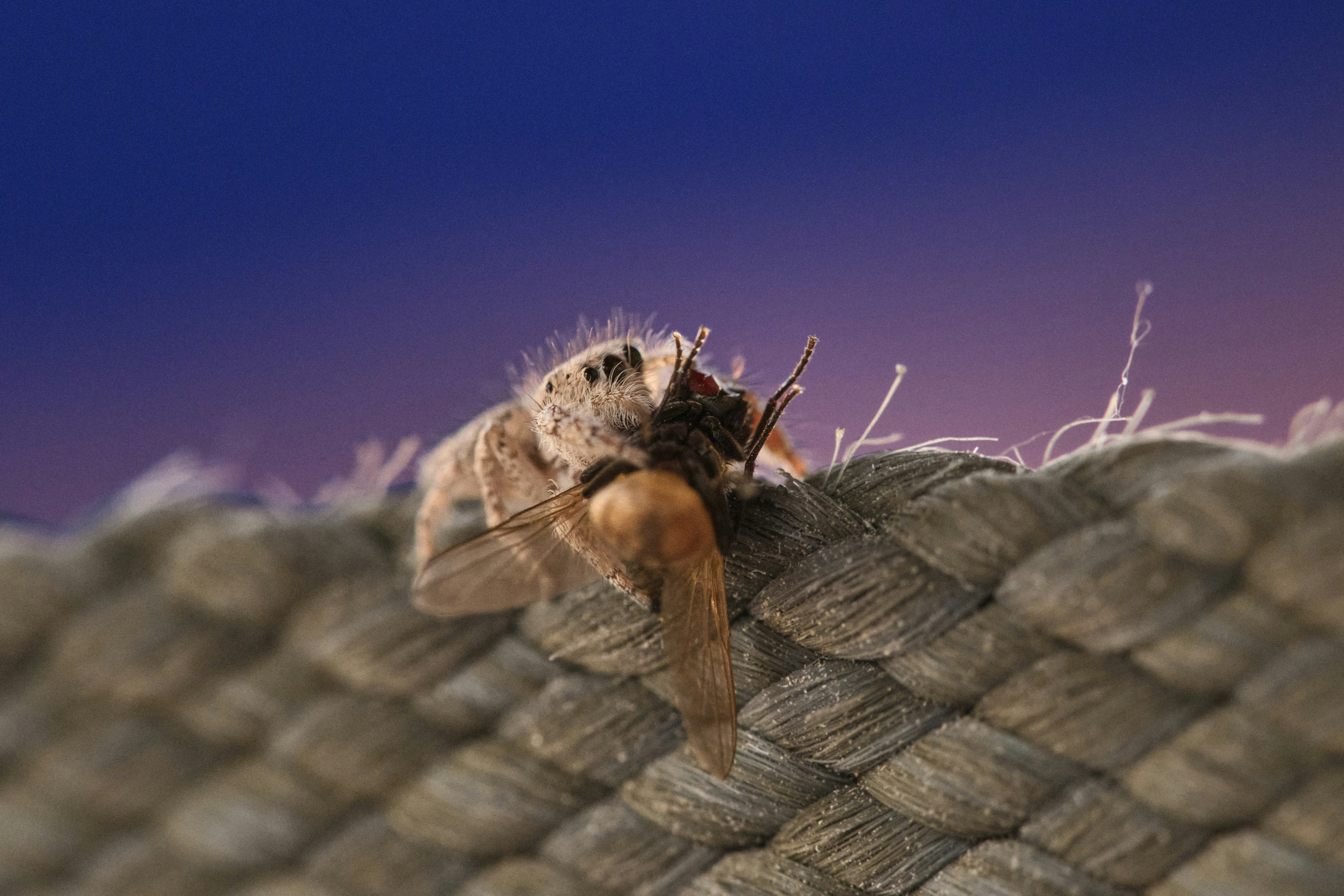 Close-up of a tiny moth clinging to a braided rope at twilight