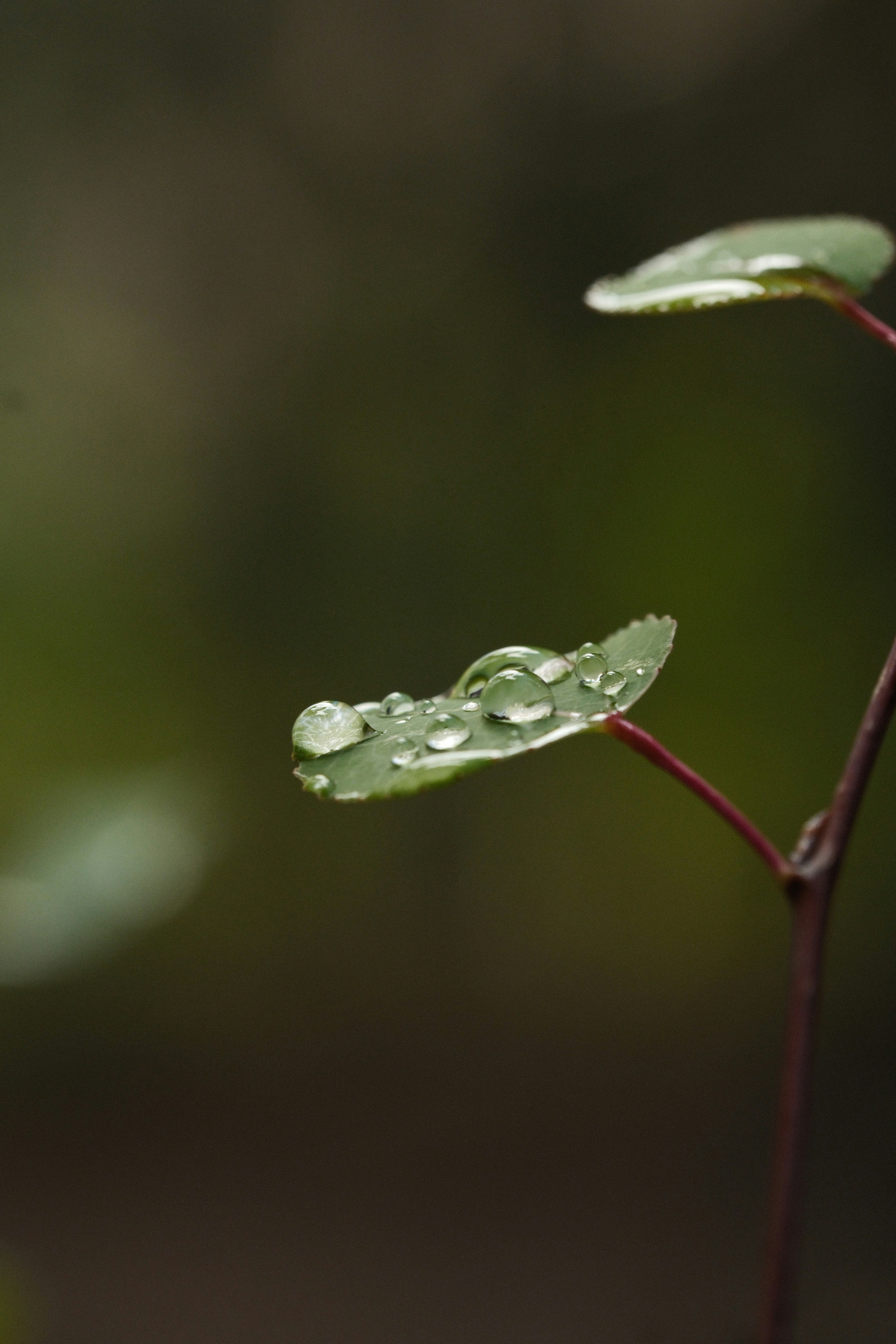 Dew-kissed Leaf on a Delicate Stem