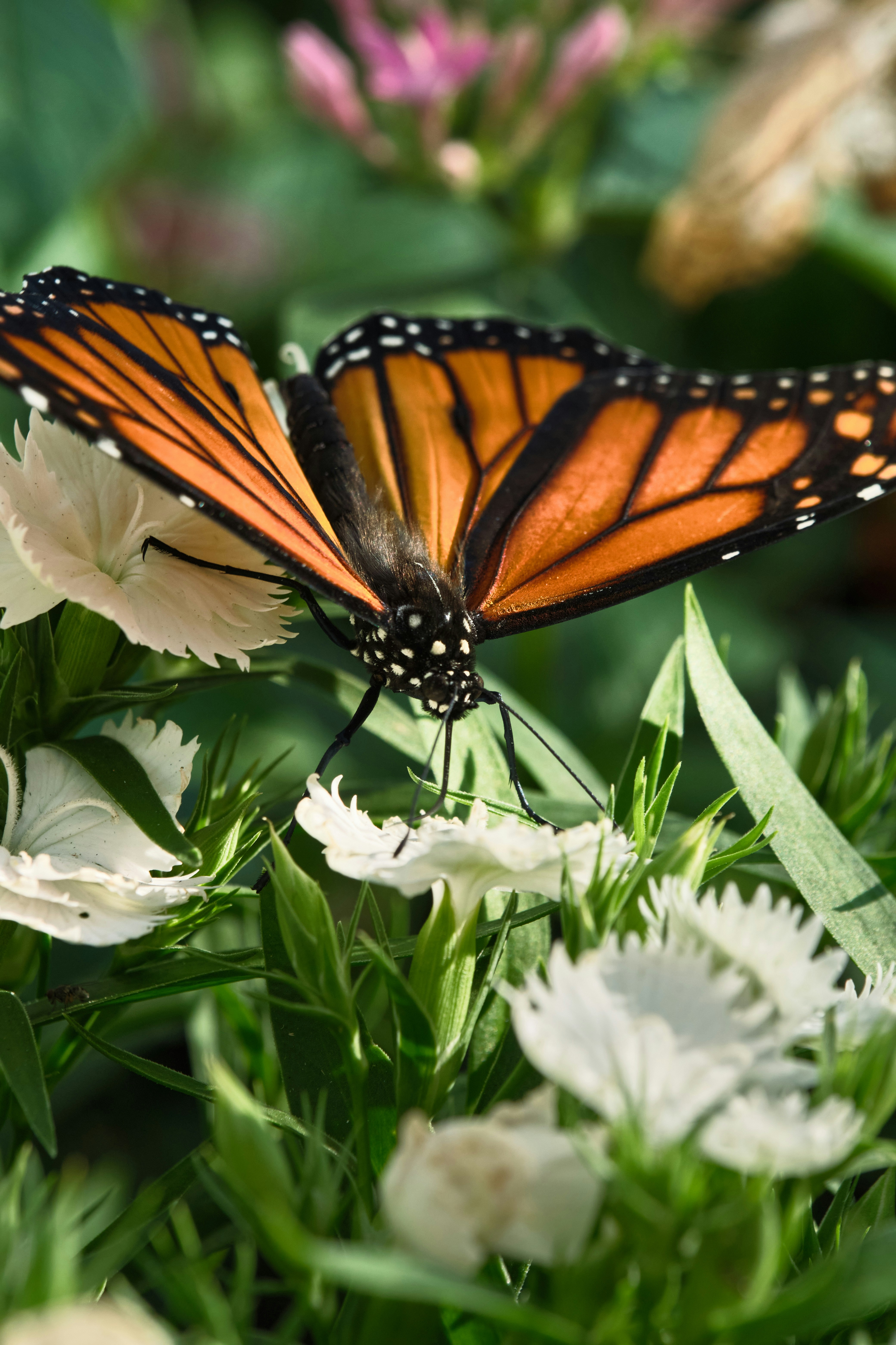  Monarch on White Blooms: A Sunlit Moment of Pollinator Grace 