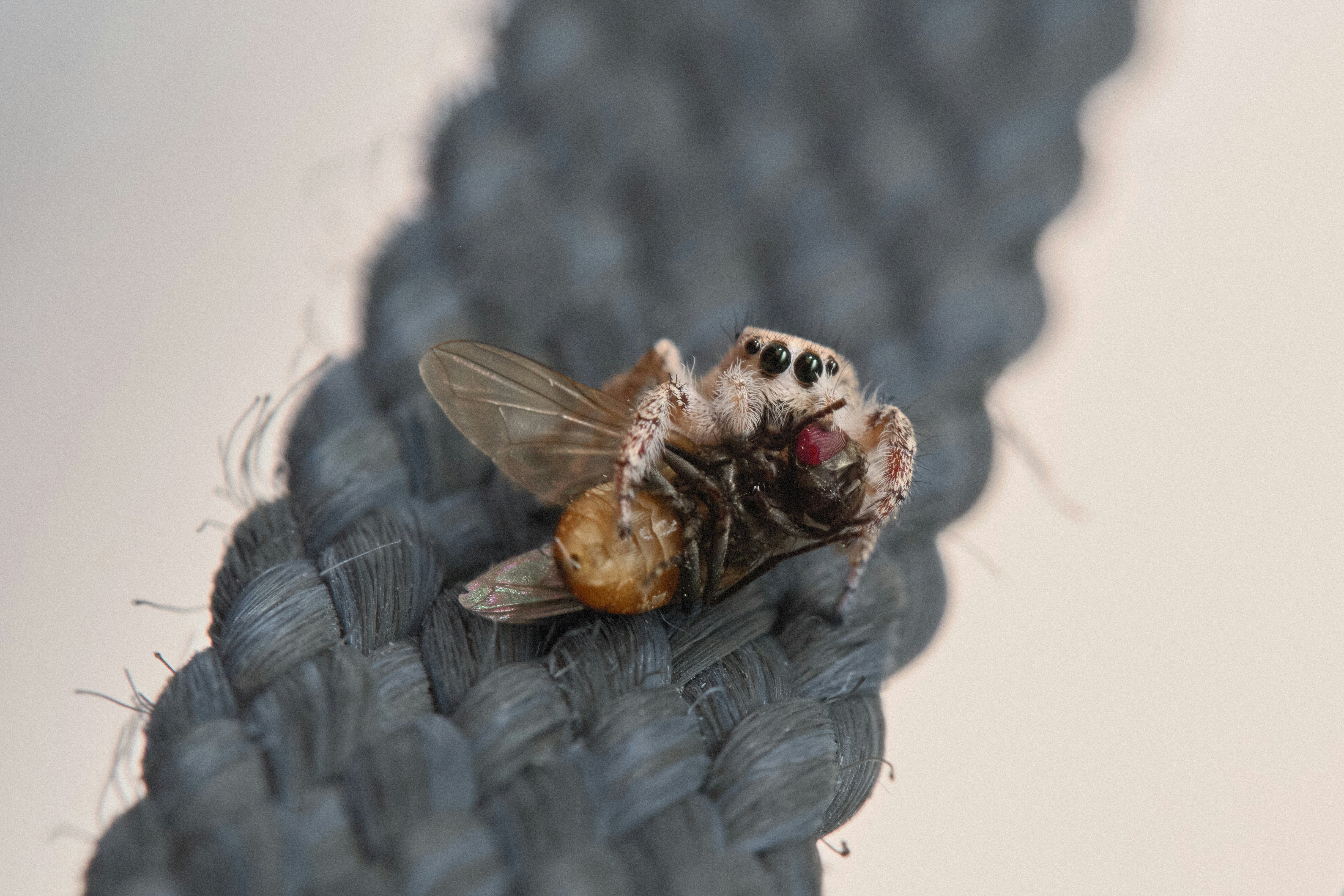 Macro Pulse: A Tiny Hunter on a Frayed Rope