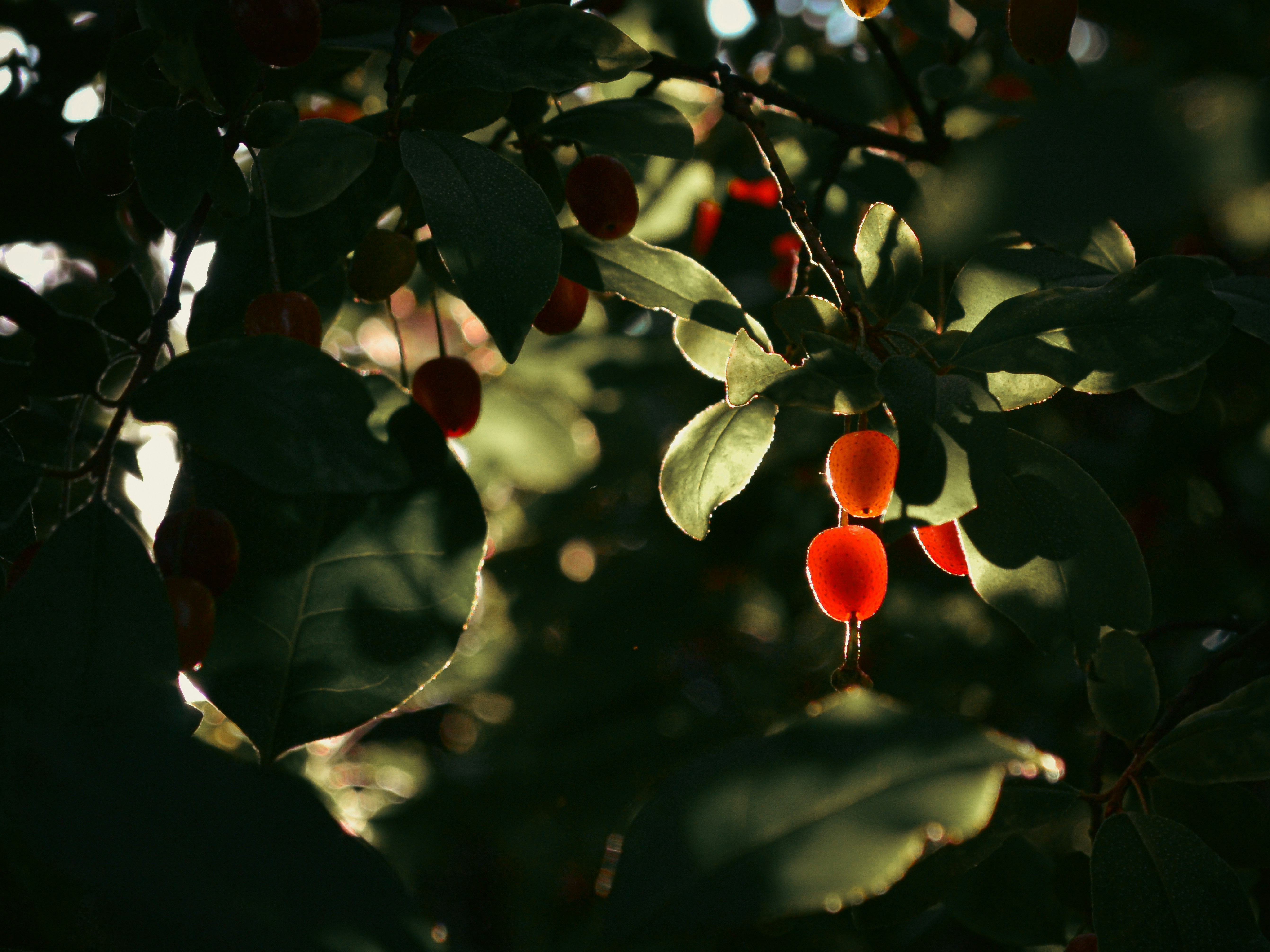 Sunlit Persimmon Lore: A Stretch of Fruit in Diagonal Shadow