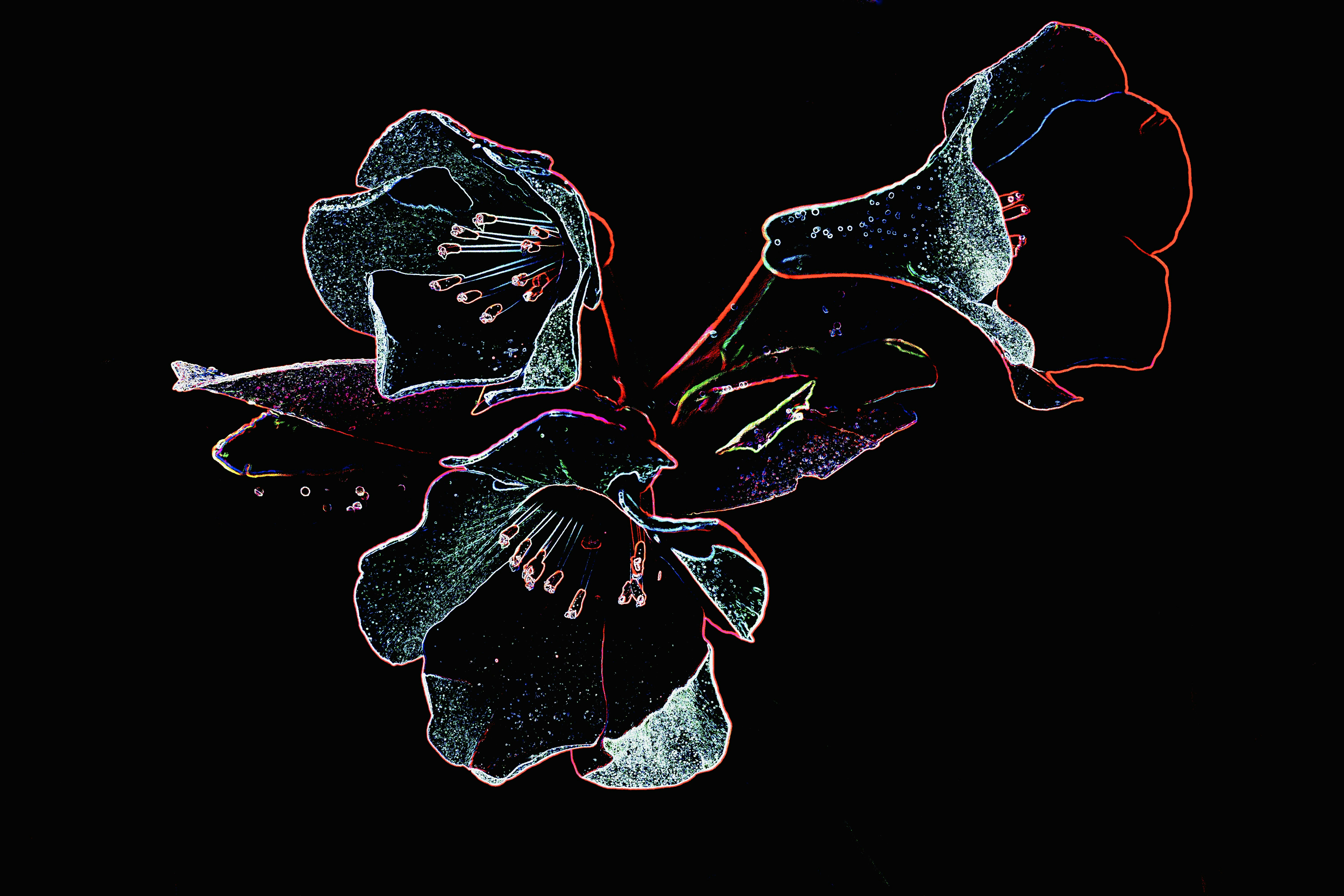 Neon-Highlighted Bloom Against Absolute Black