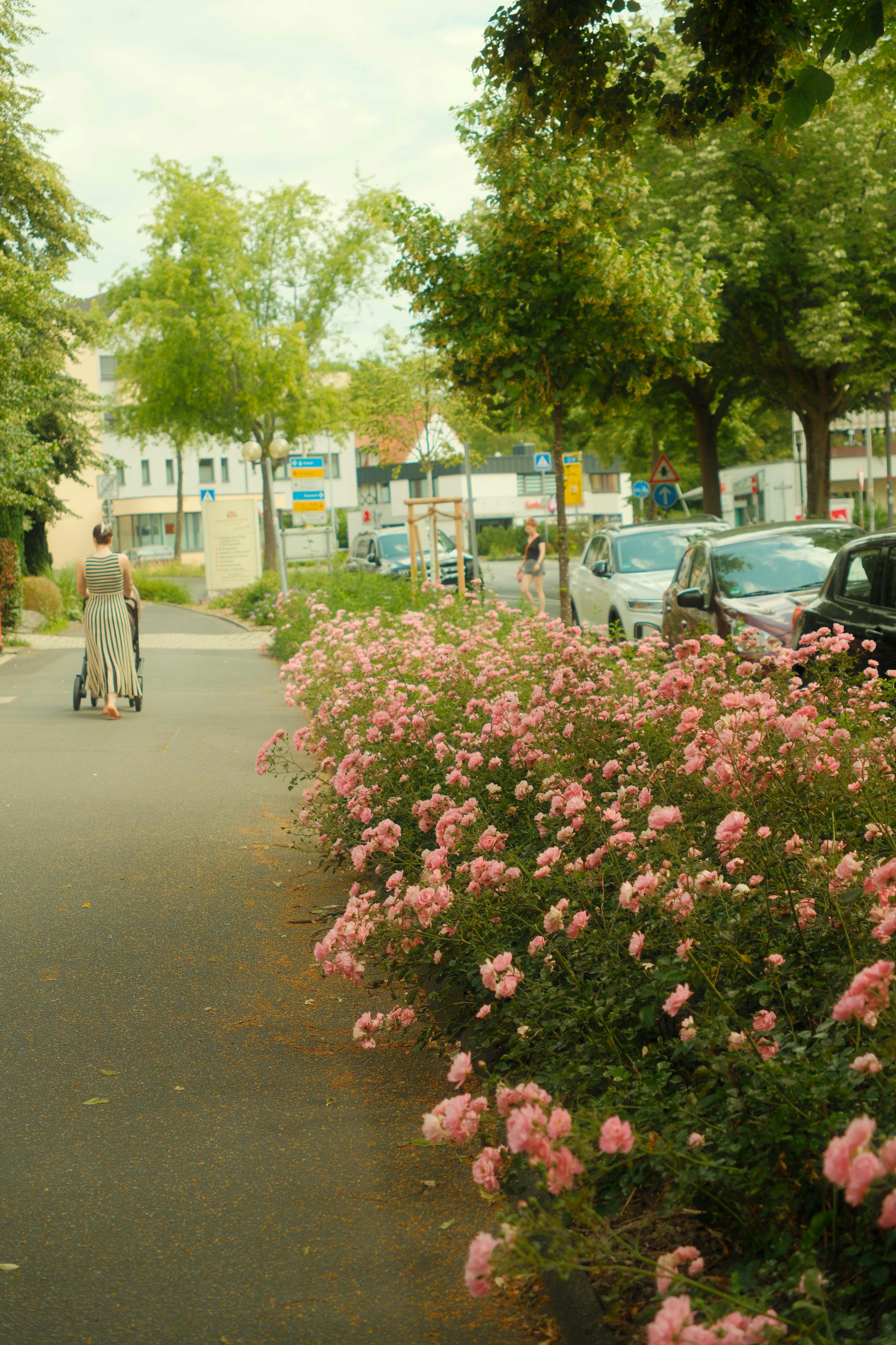 Pink-Flower Border Along a Quiet City Street
