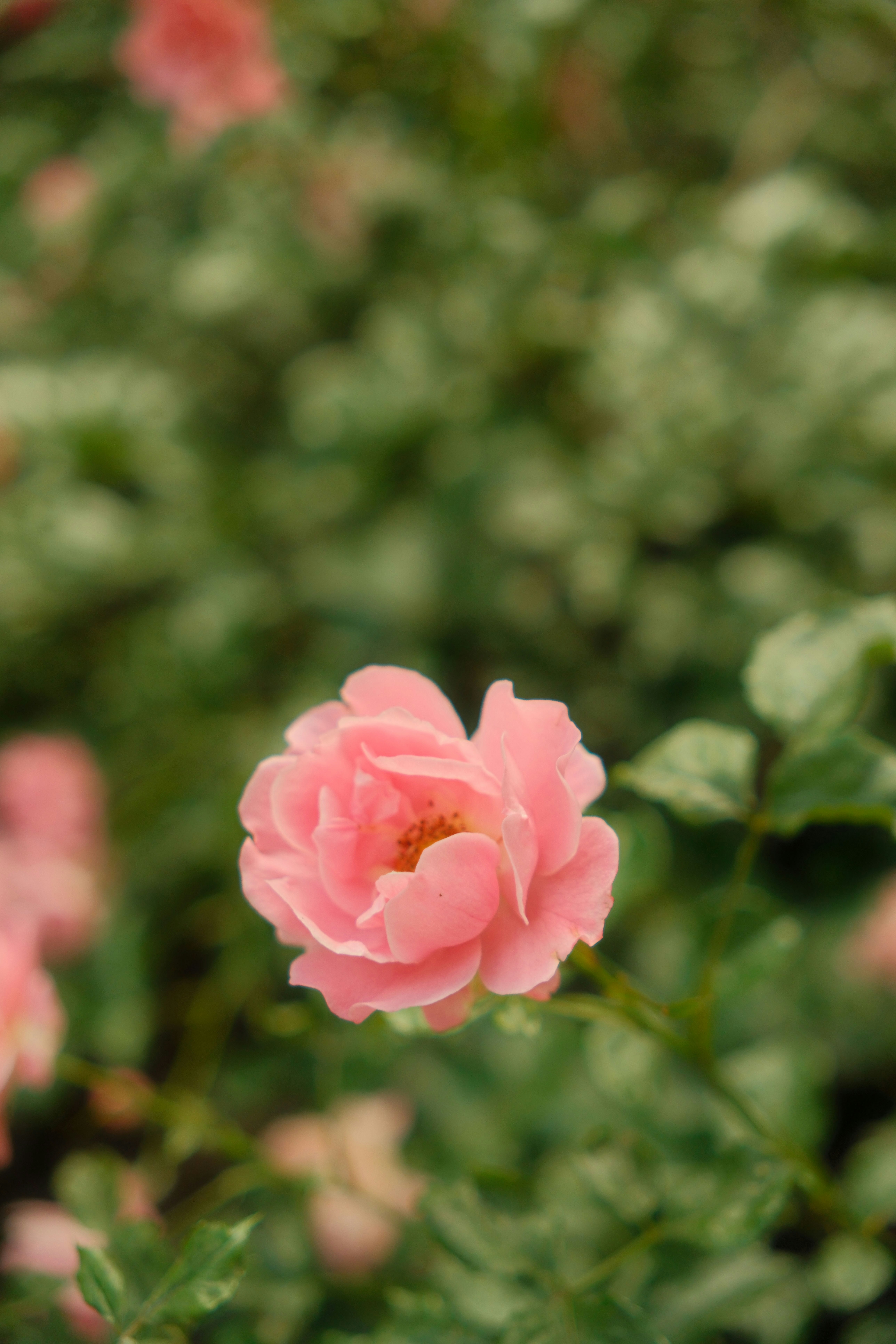 Soft Pink Rose in a Hushed Garden