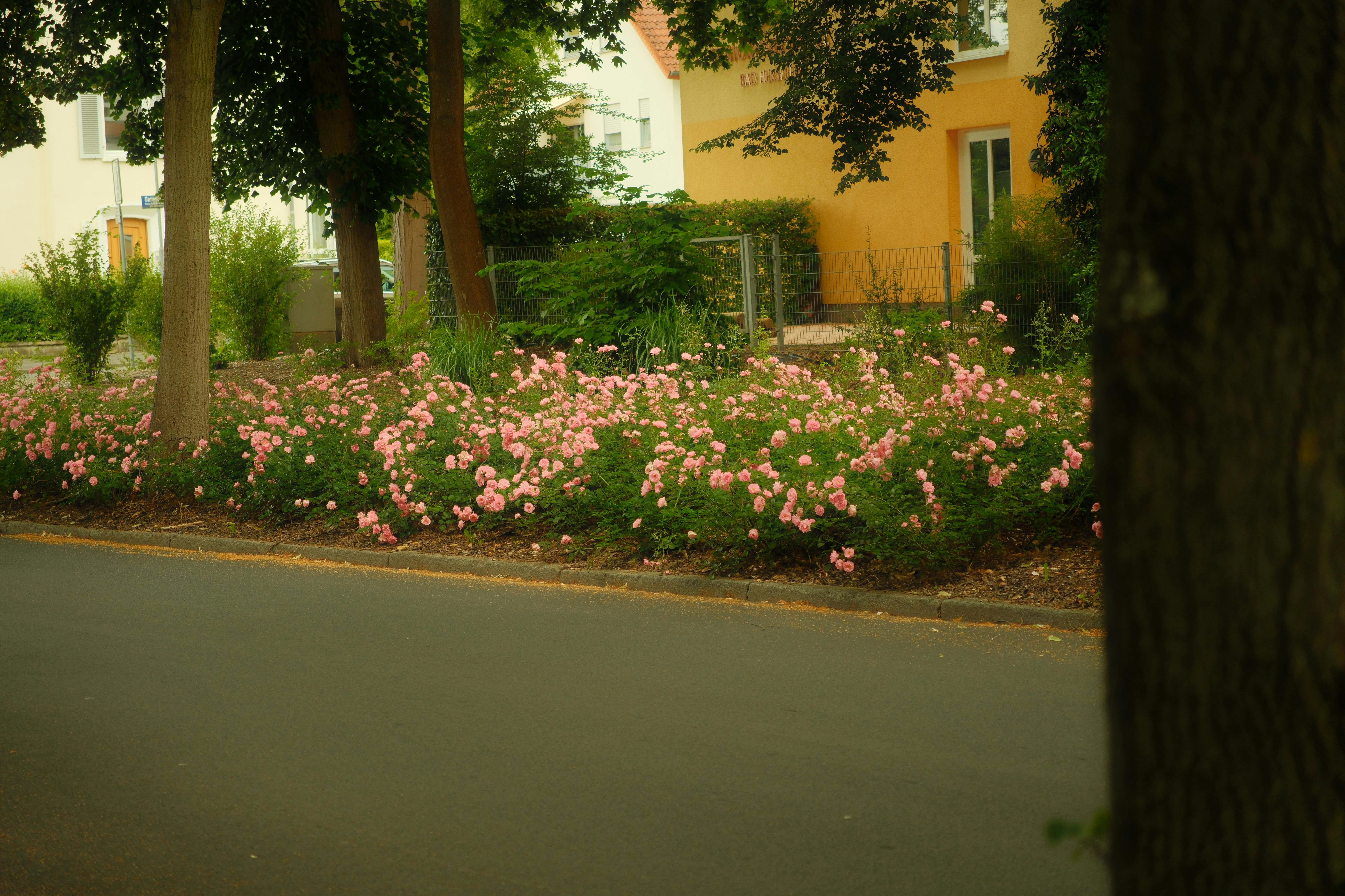 Pink Rose Bed by a Quiet Street