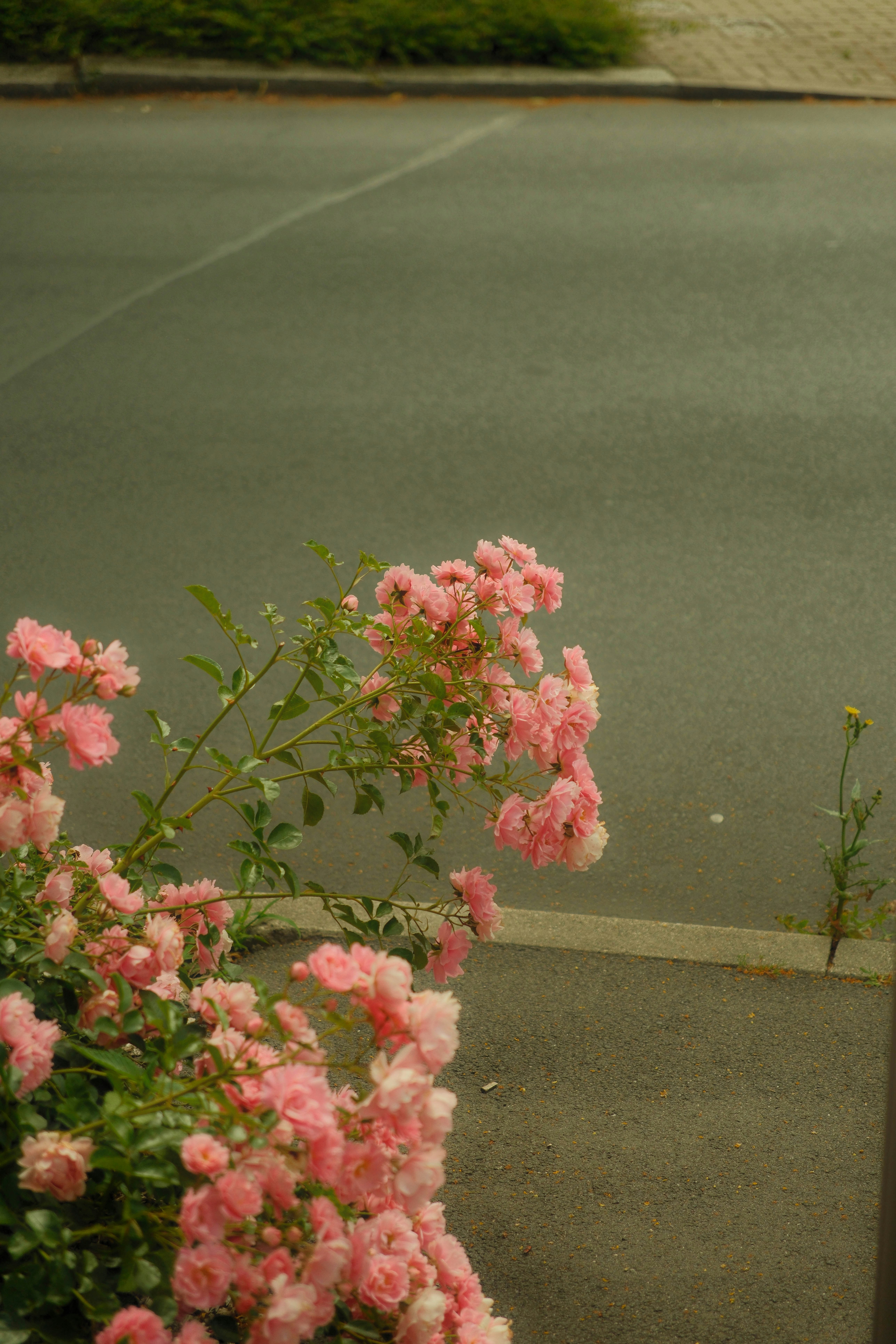 Pink Rose Bouquets Against a Quiet Pavement