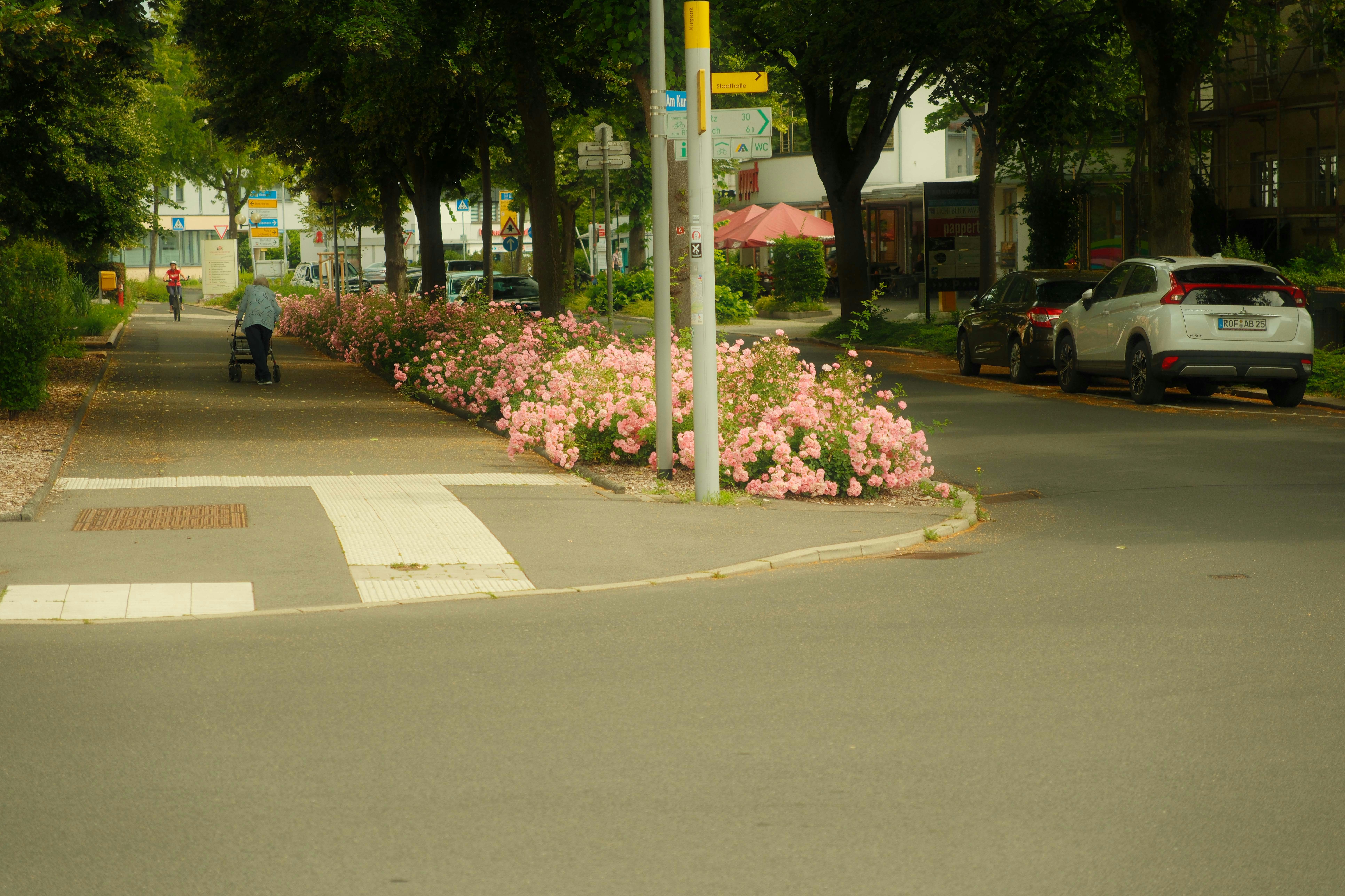 Pink boulevard bloom: a planter line along the street