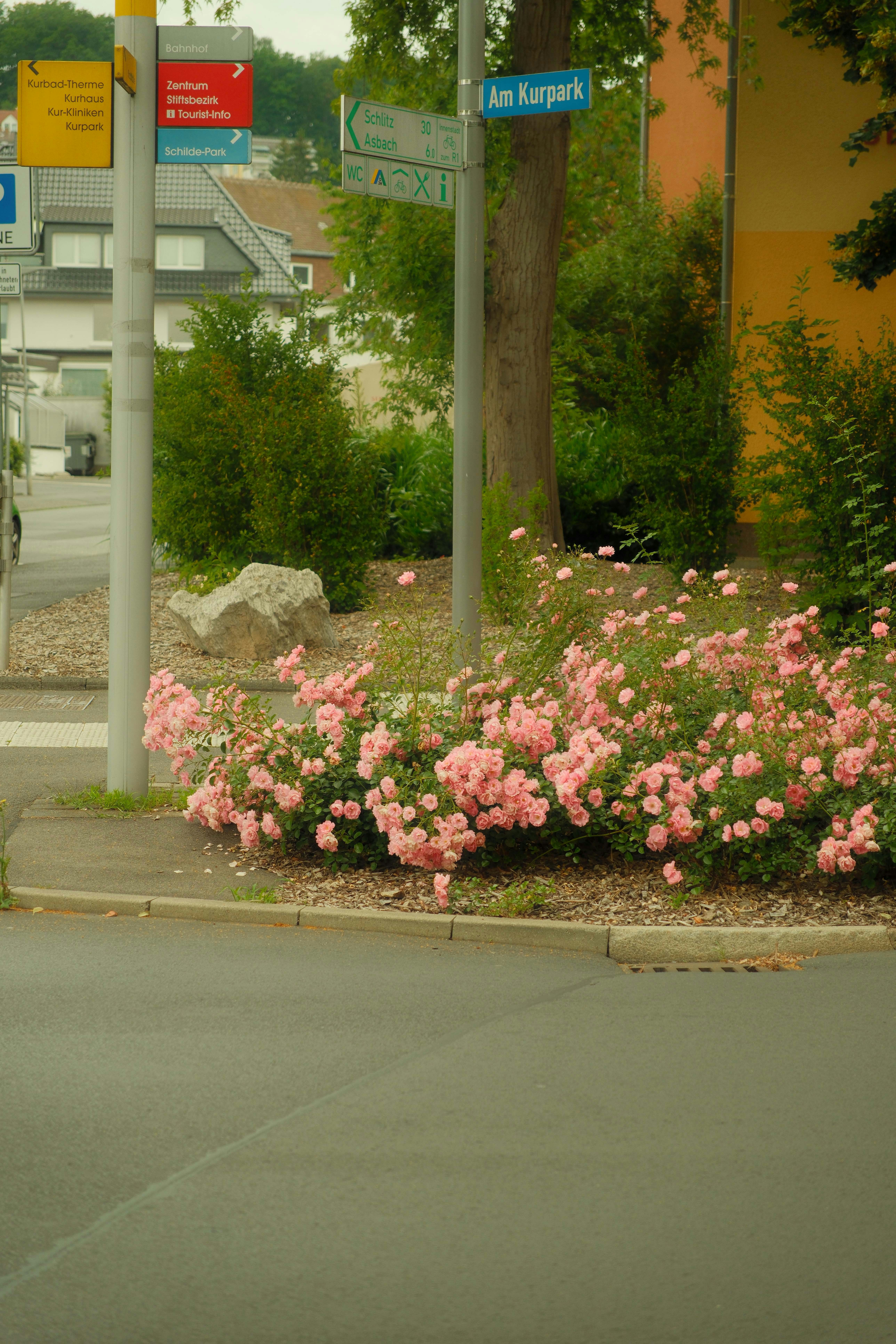 Pink Rose Corner: Urban Signposts Framing a Quiet Street