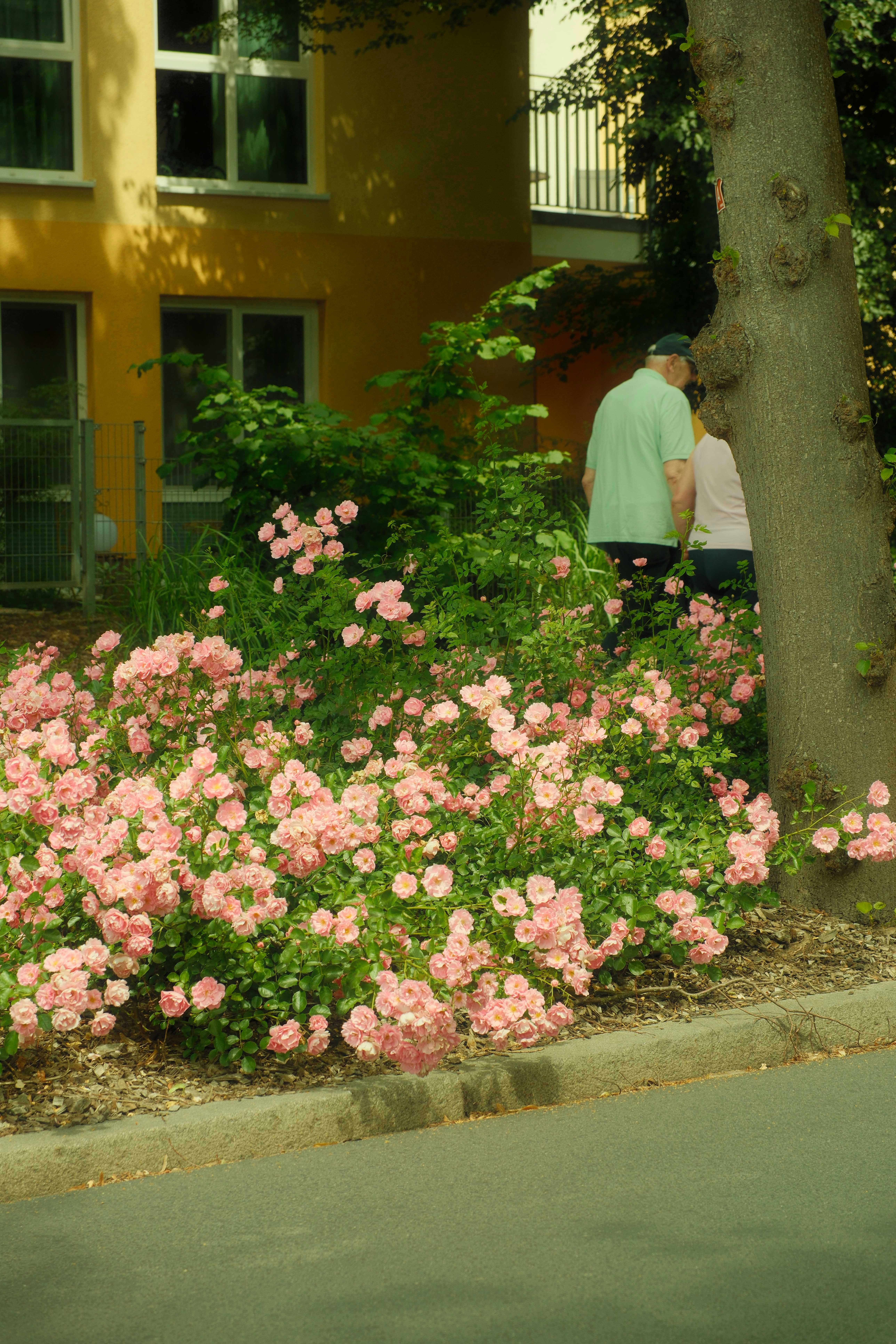 Pink Rose Border by the Apartment Garden