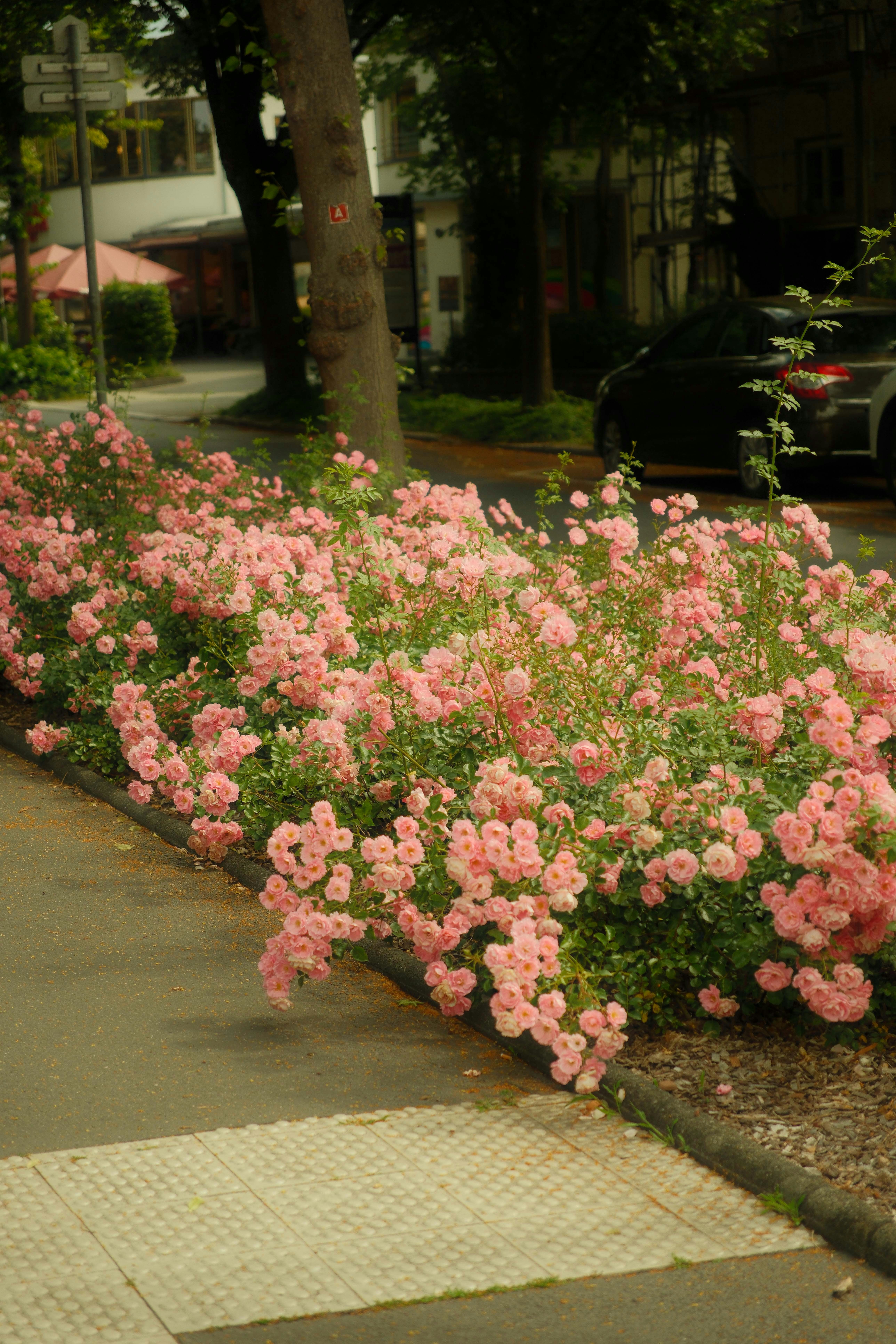 Pink Rose Boulevard Along a Quiet Urban Sidewalk