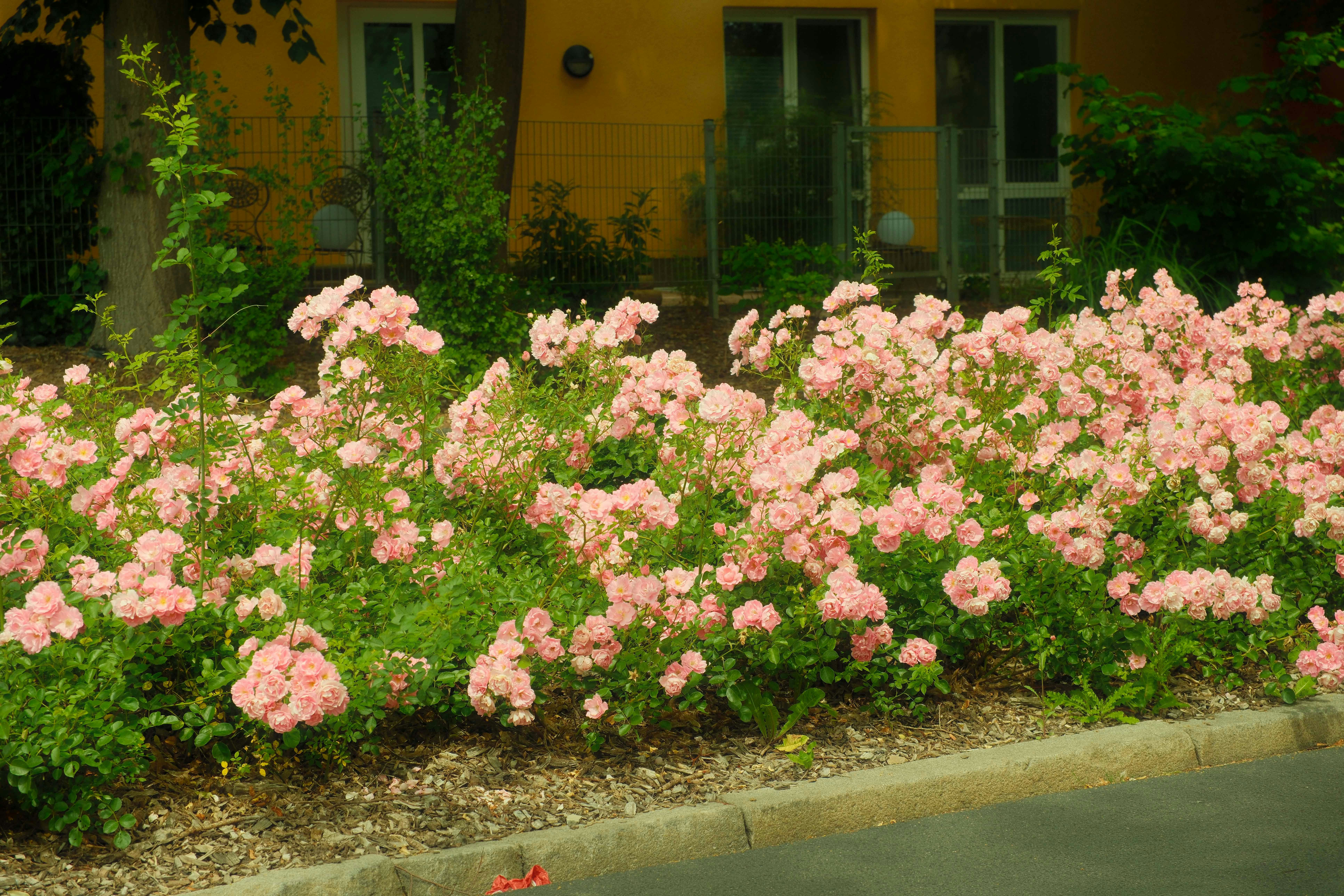 Pink rose bloom bed in front of a yellow building