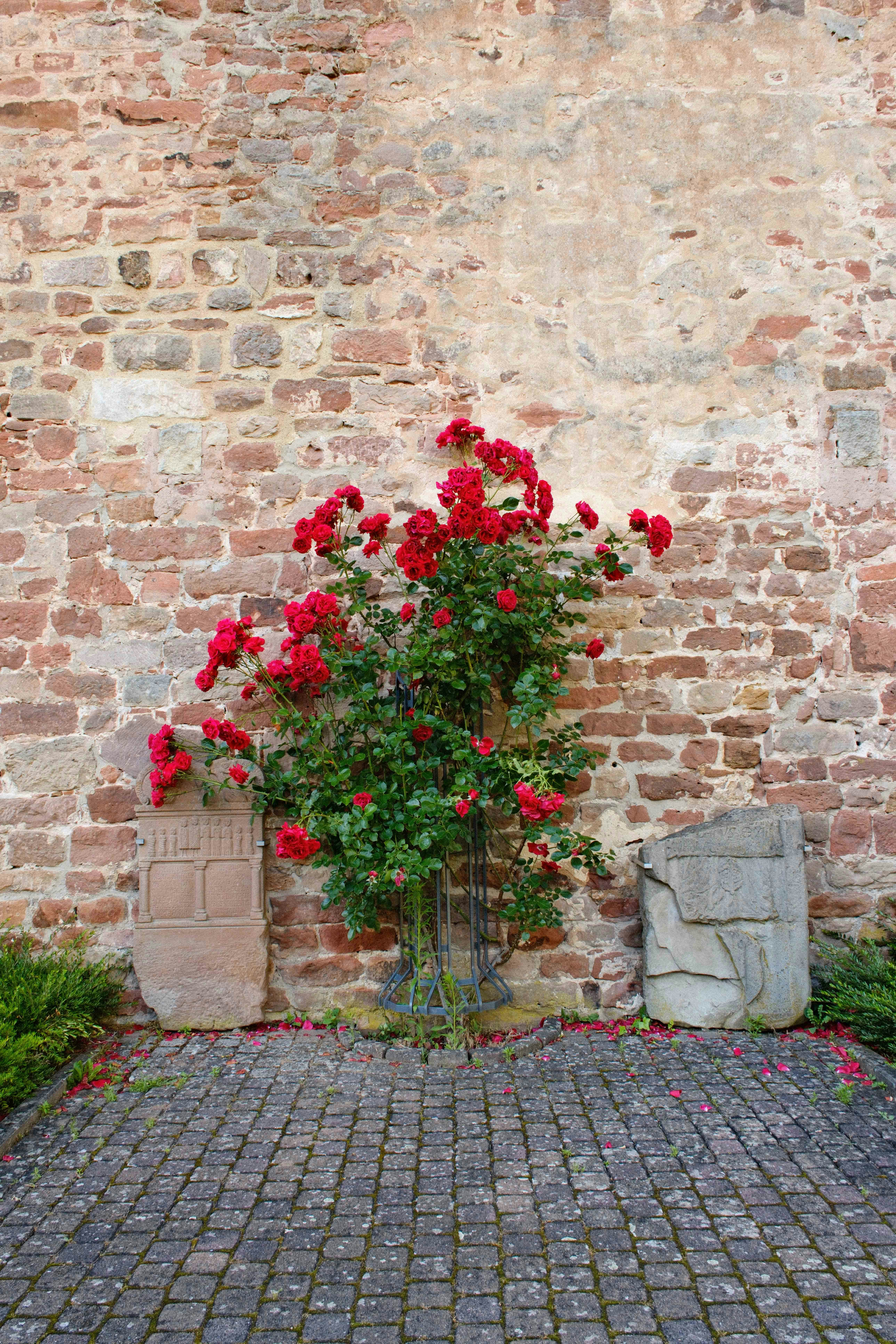 Red Rose Arch of Light Against a Weathered Brick Wall