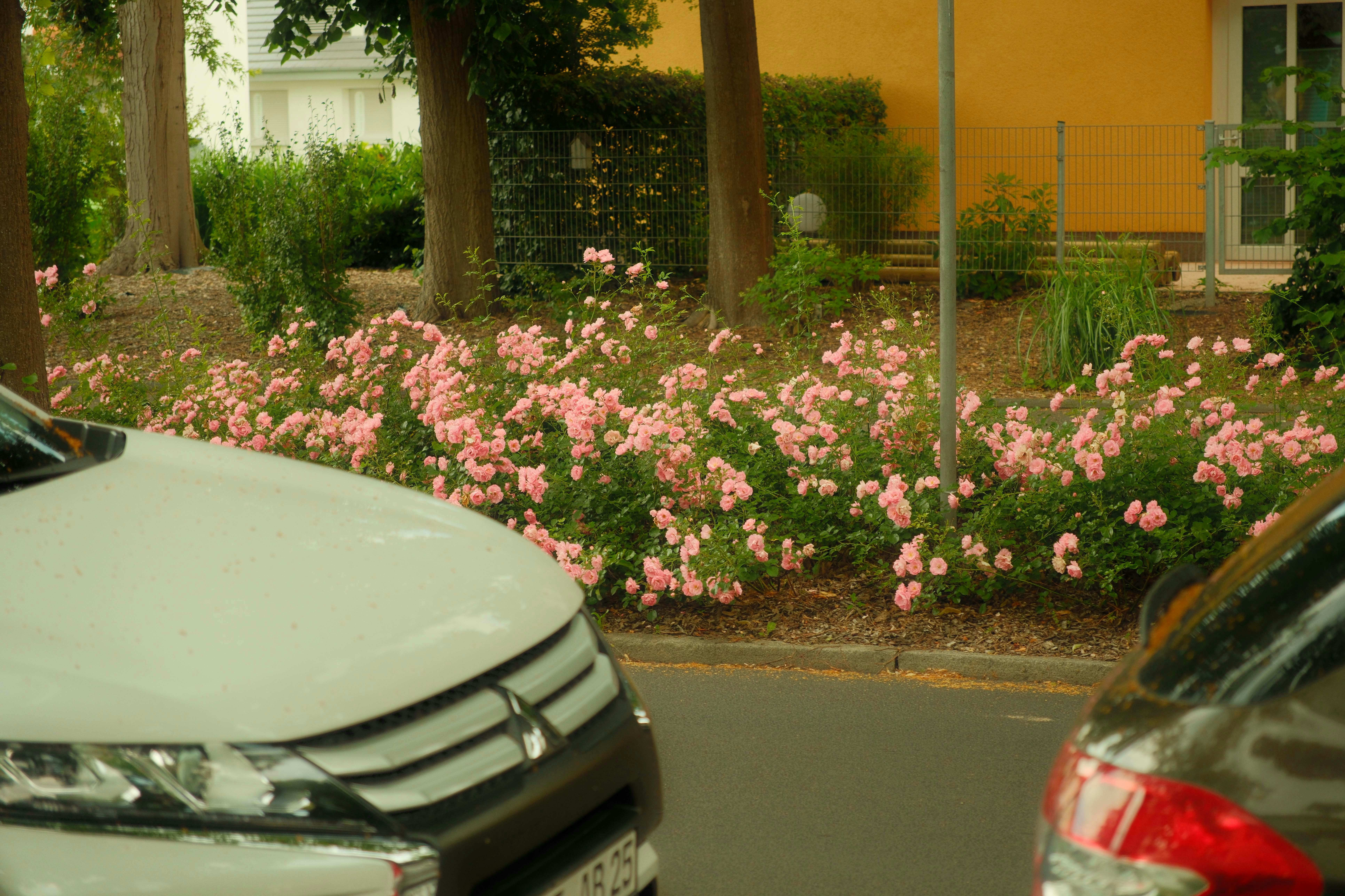 Pink rose bed framed by parked cars in a sunny courtyard