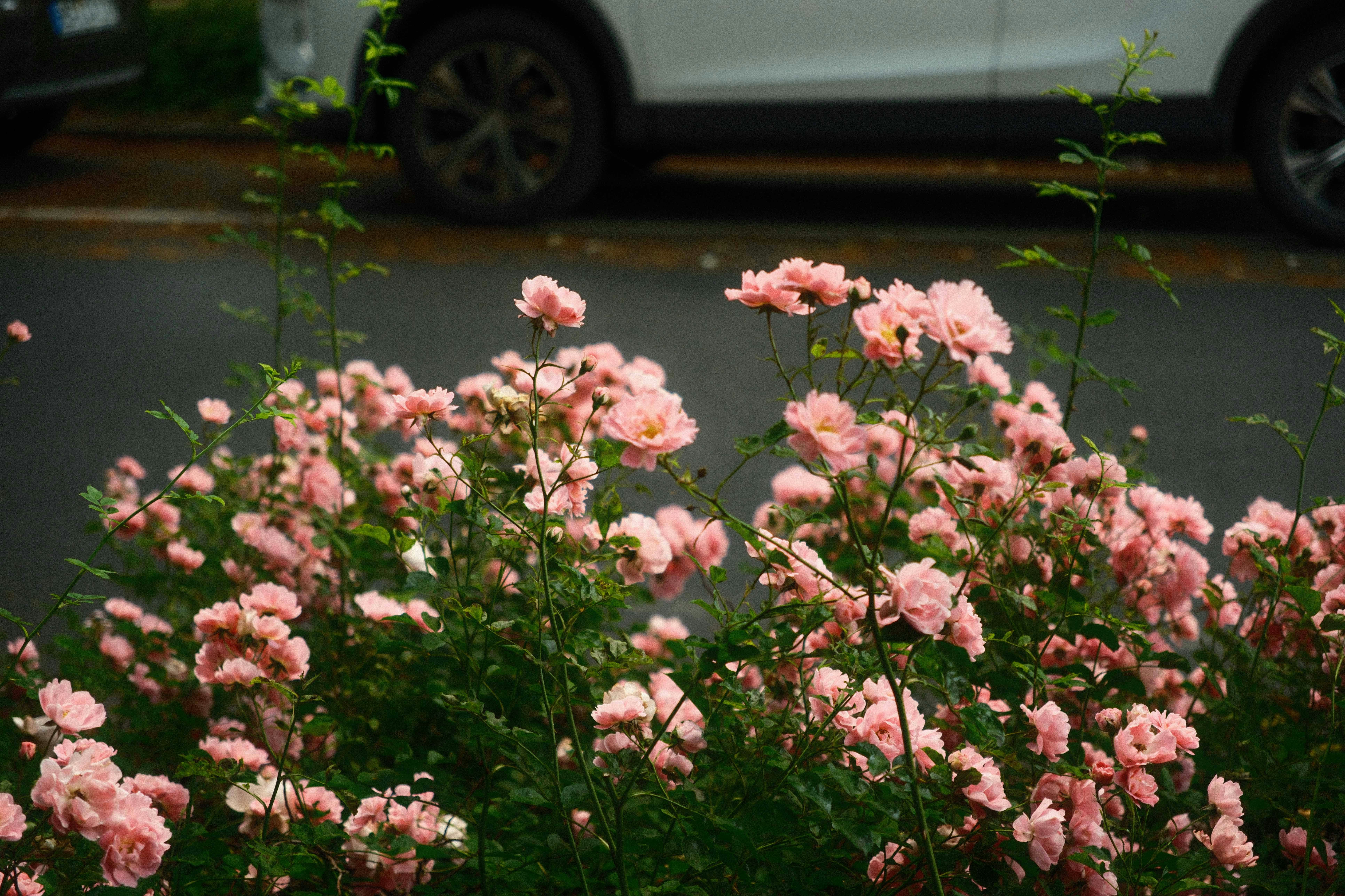 Pink Rose Field Framed by Urban Edge