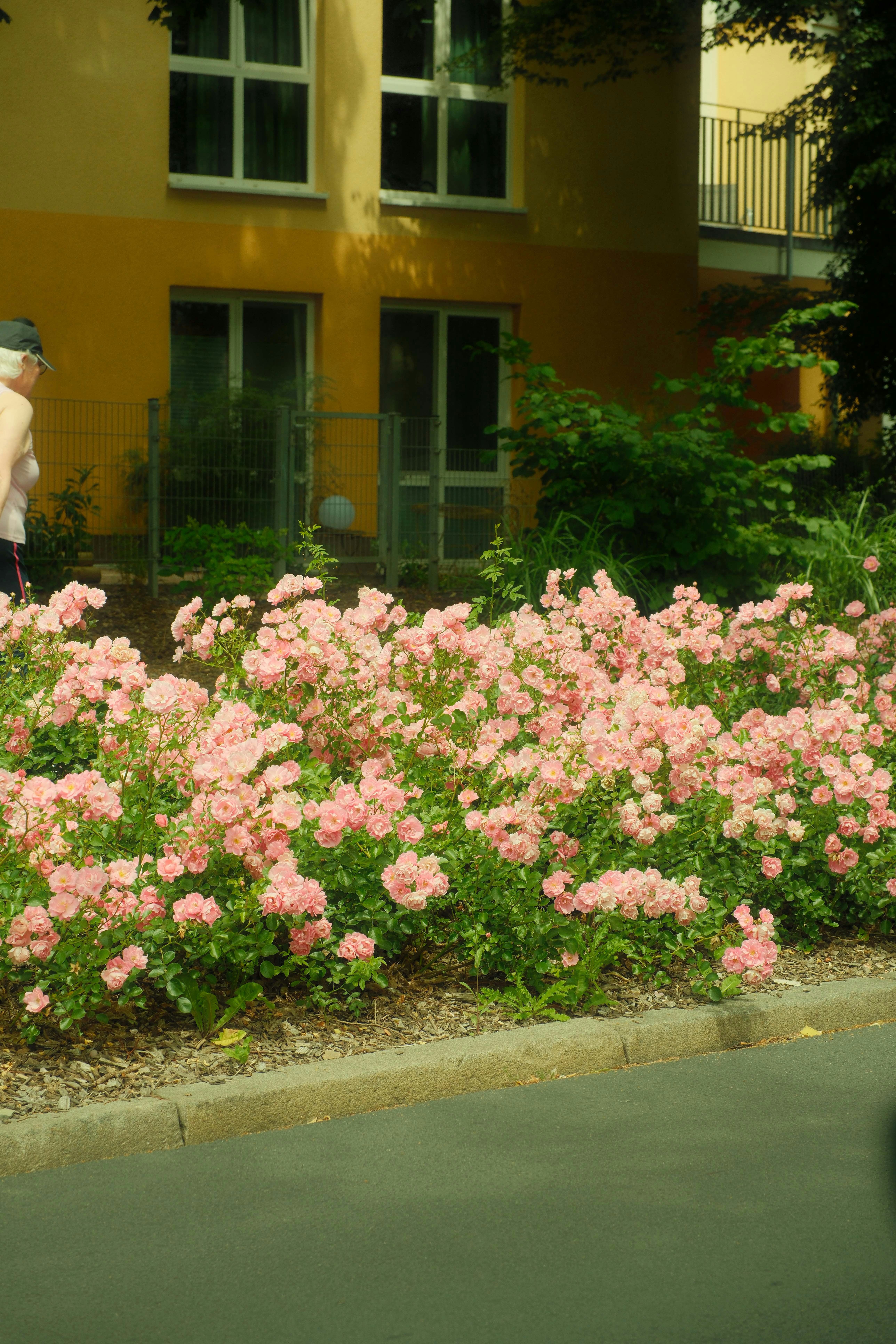 Pink Rose Border by a Sunny Building