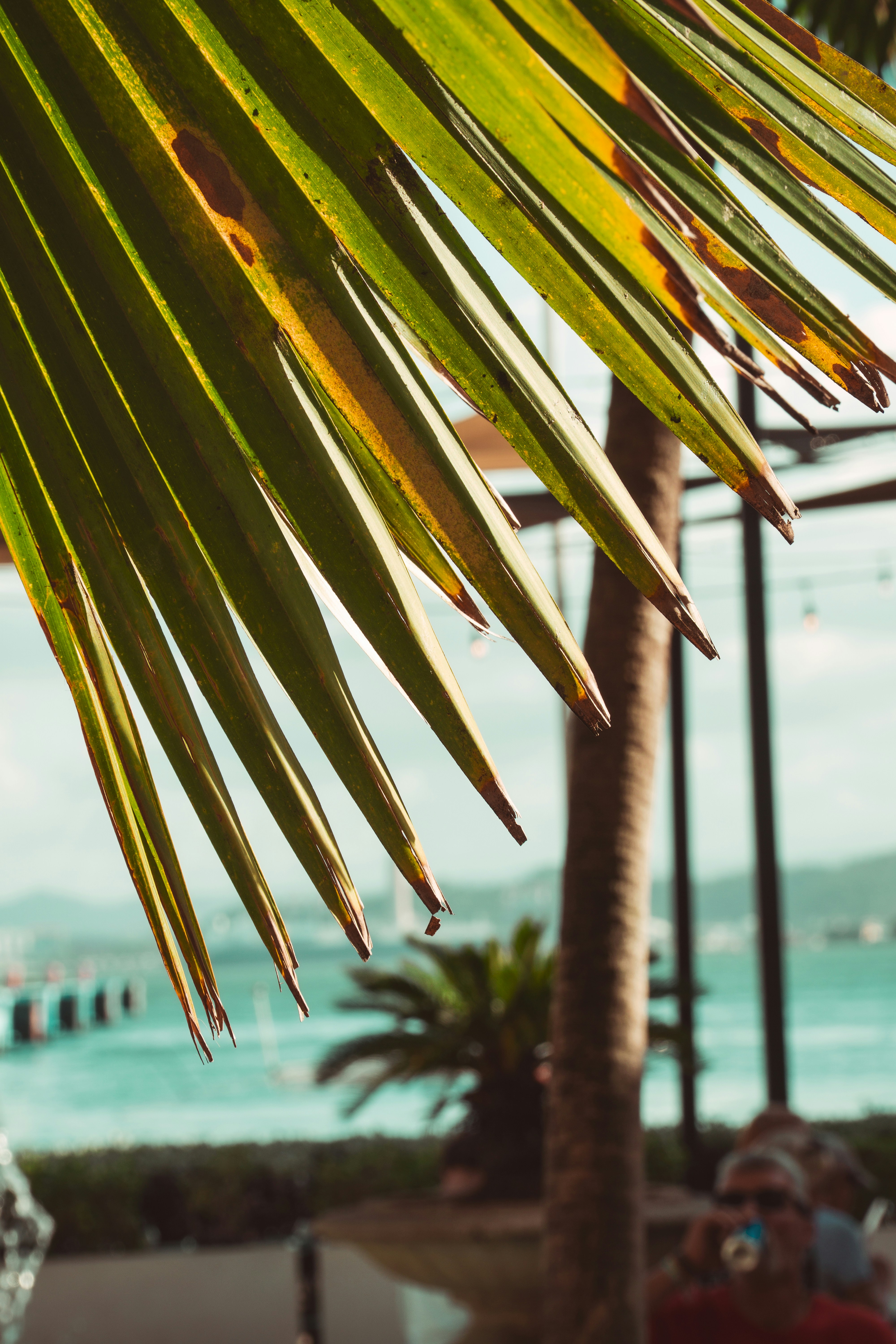 Verdant Fronds at Waterfront Edge