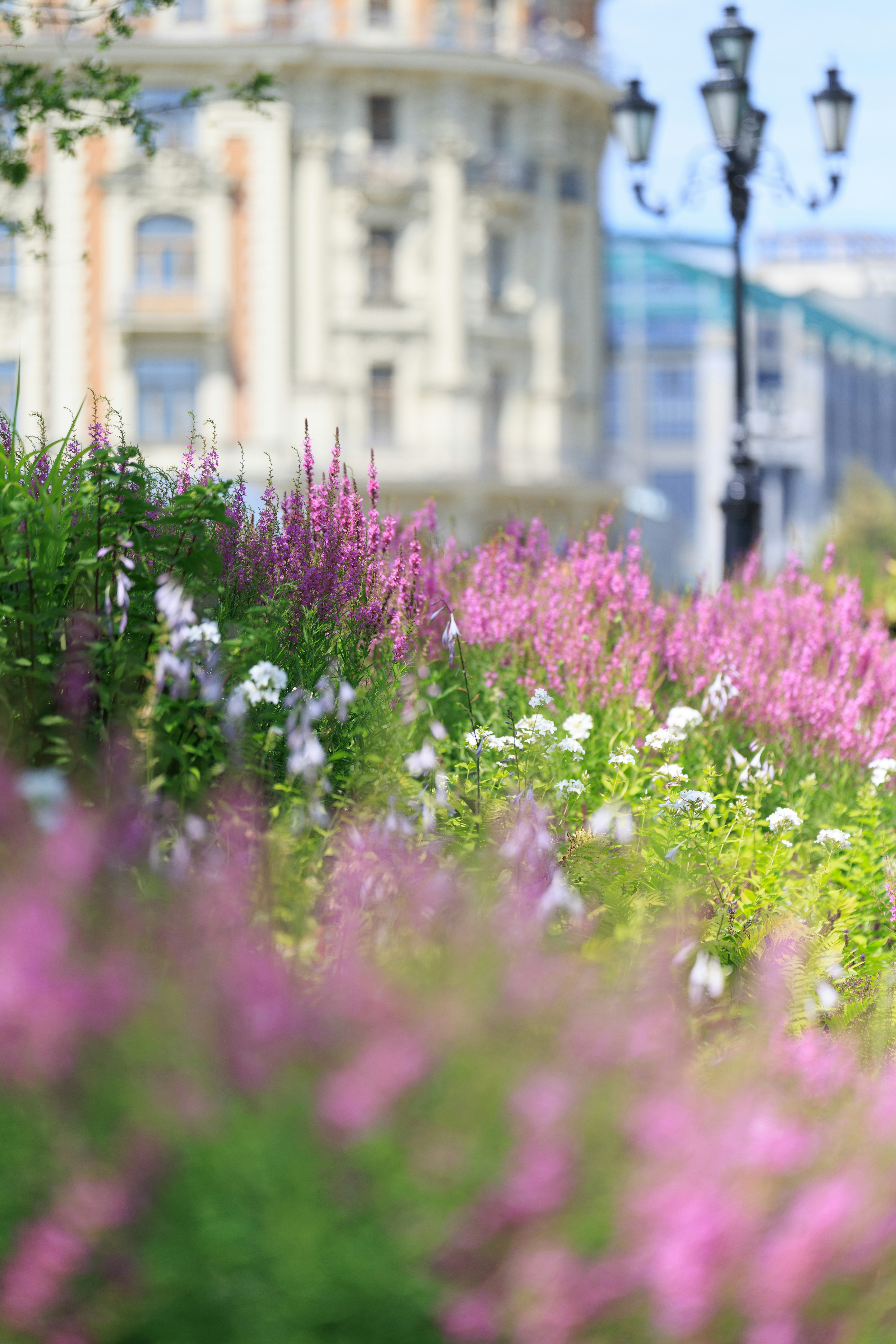 Front-Row Blooms with Historic Backdrop