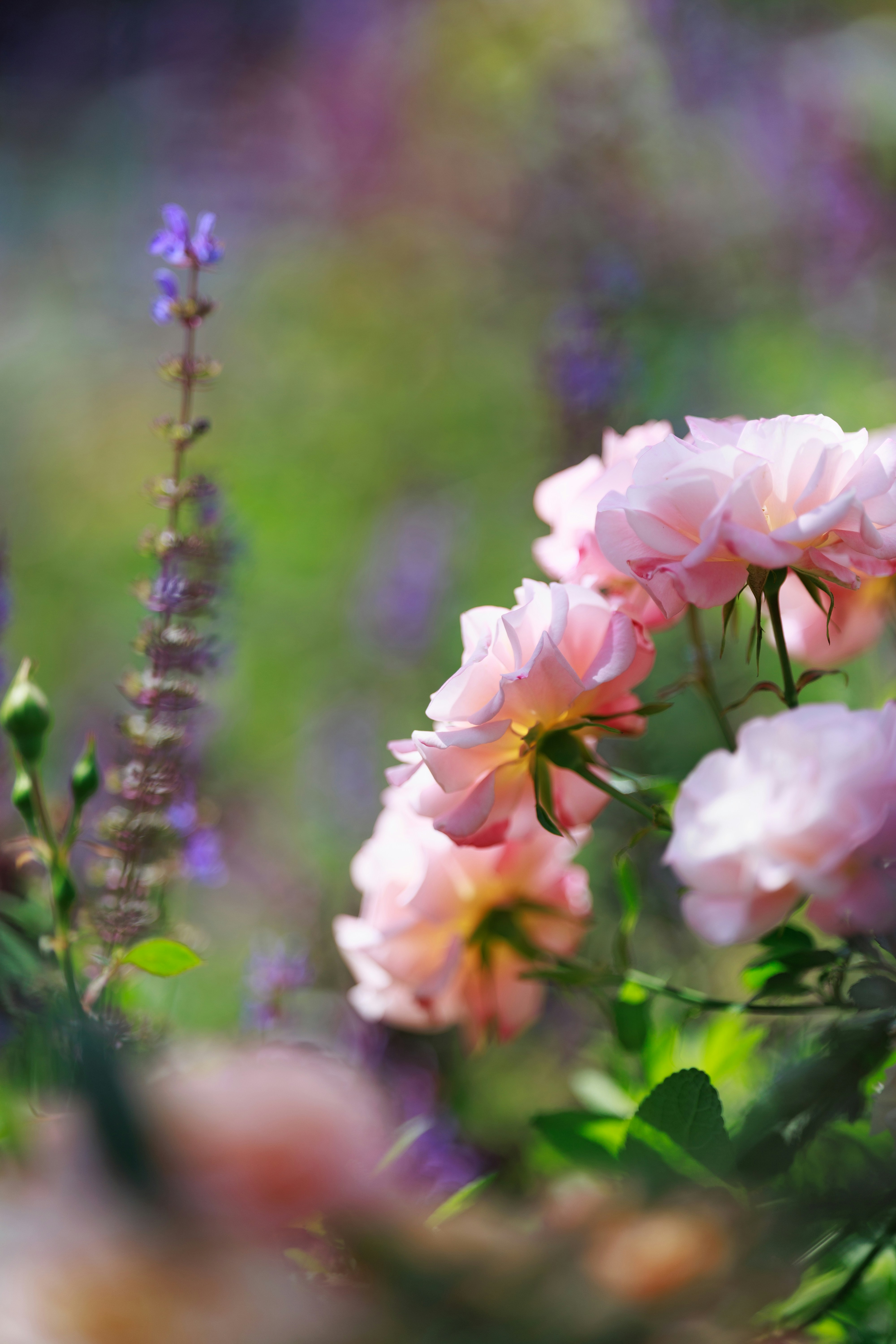 Soft Petals in Focus: A Gentle Bloom Amid Lavender Haze