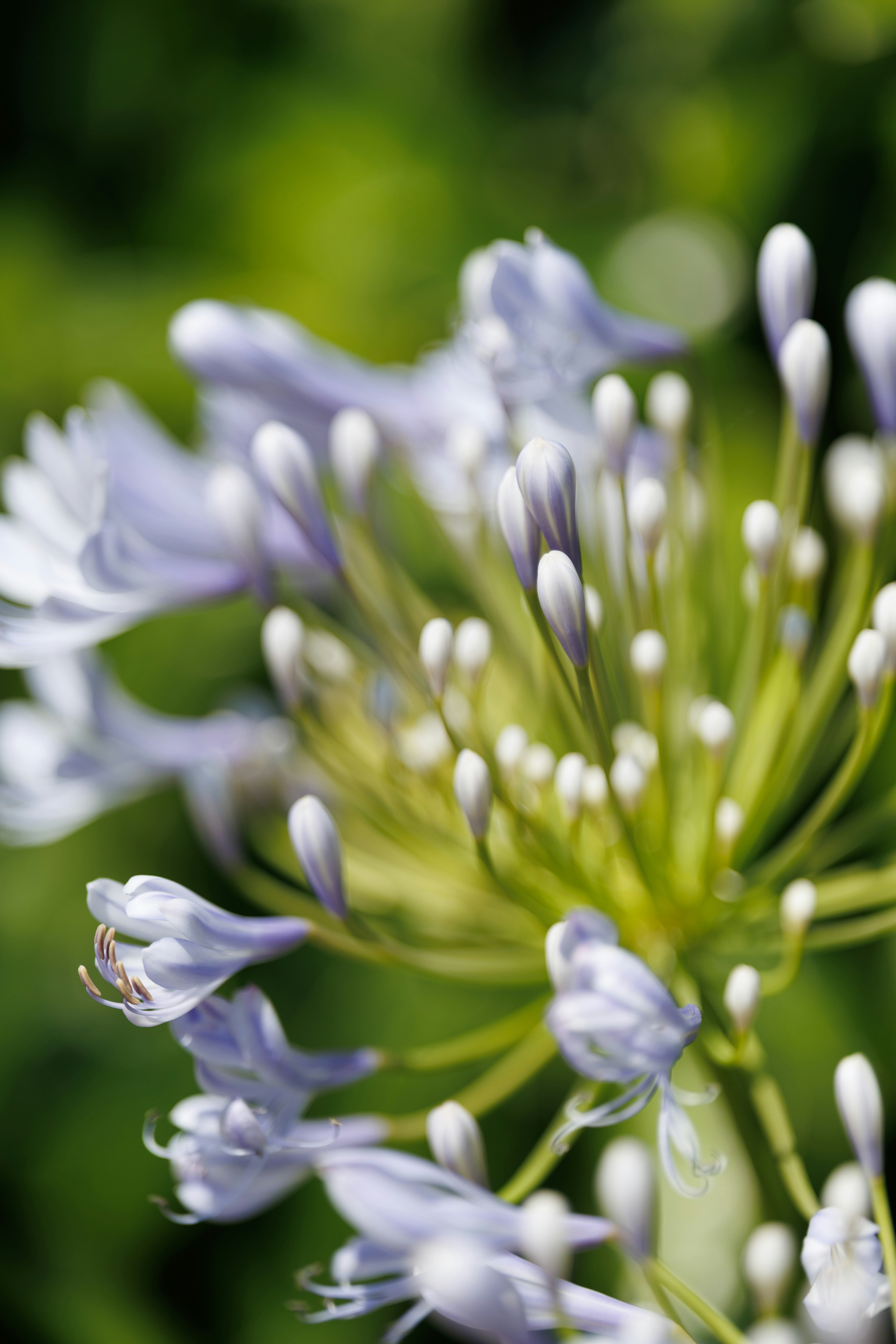 Soft macro bloom: lavender-blue floral cluster in a sunlit garden