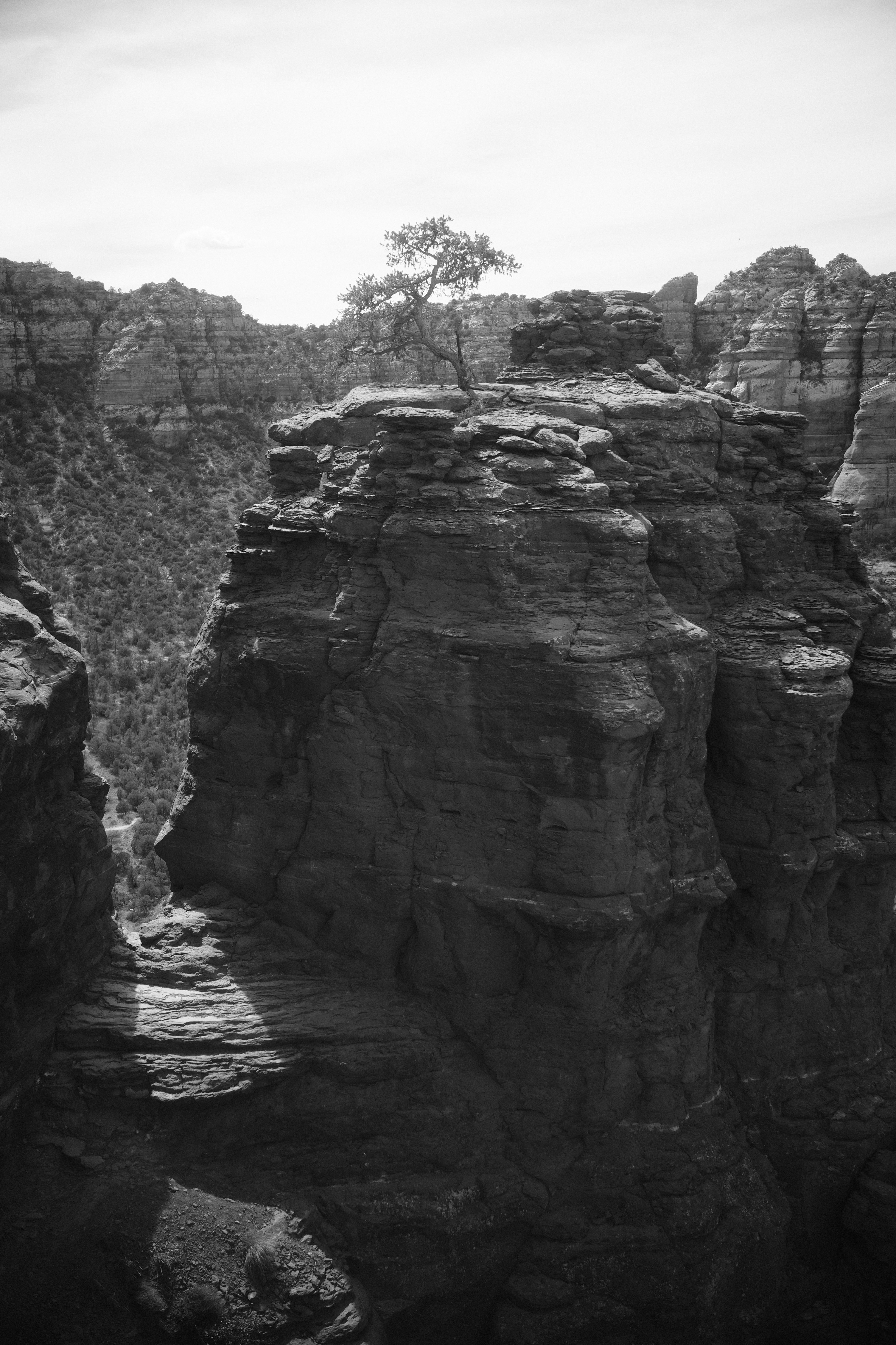 Tree on a Pillar: Lone Resilience Above the Canyon