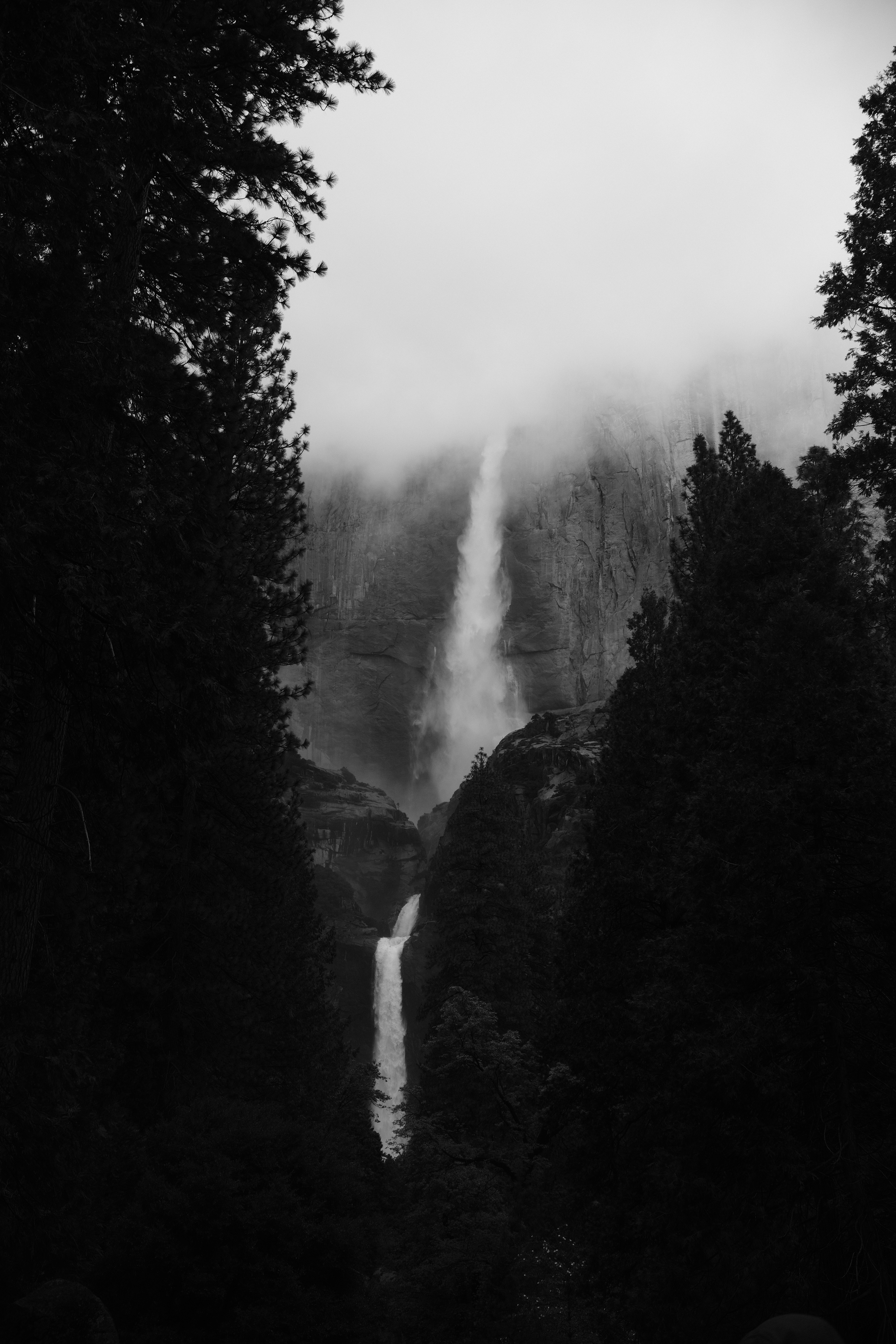 Narrow Cathedral: A Monochrome Cascade Between Pines