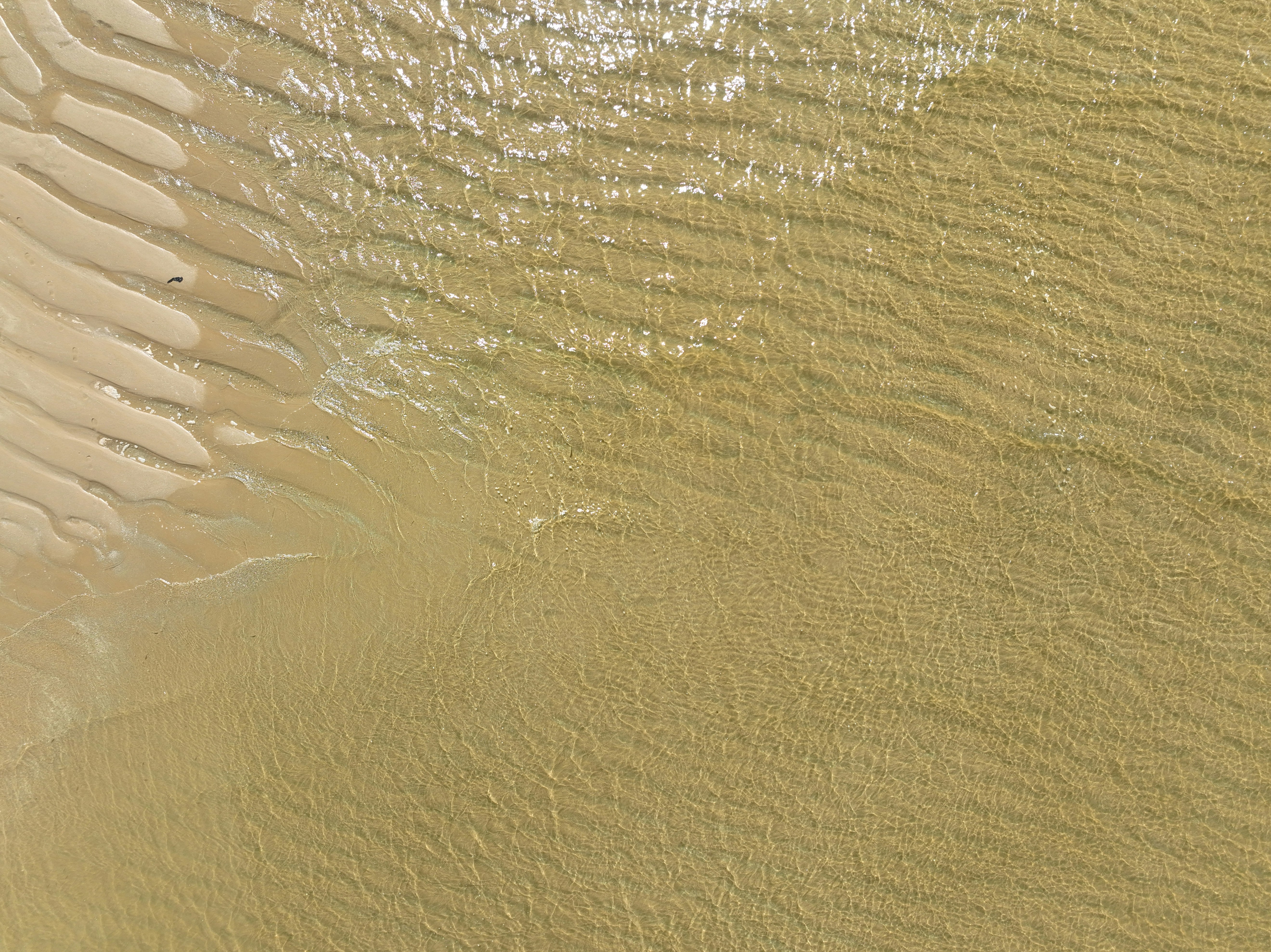 Graceful Sands: Ridges and Ripples Meeting the Tidal Edge