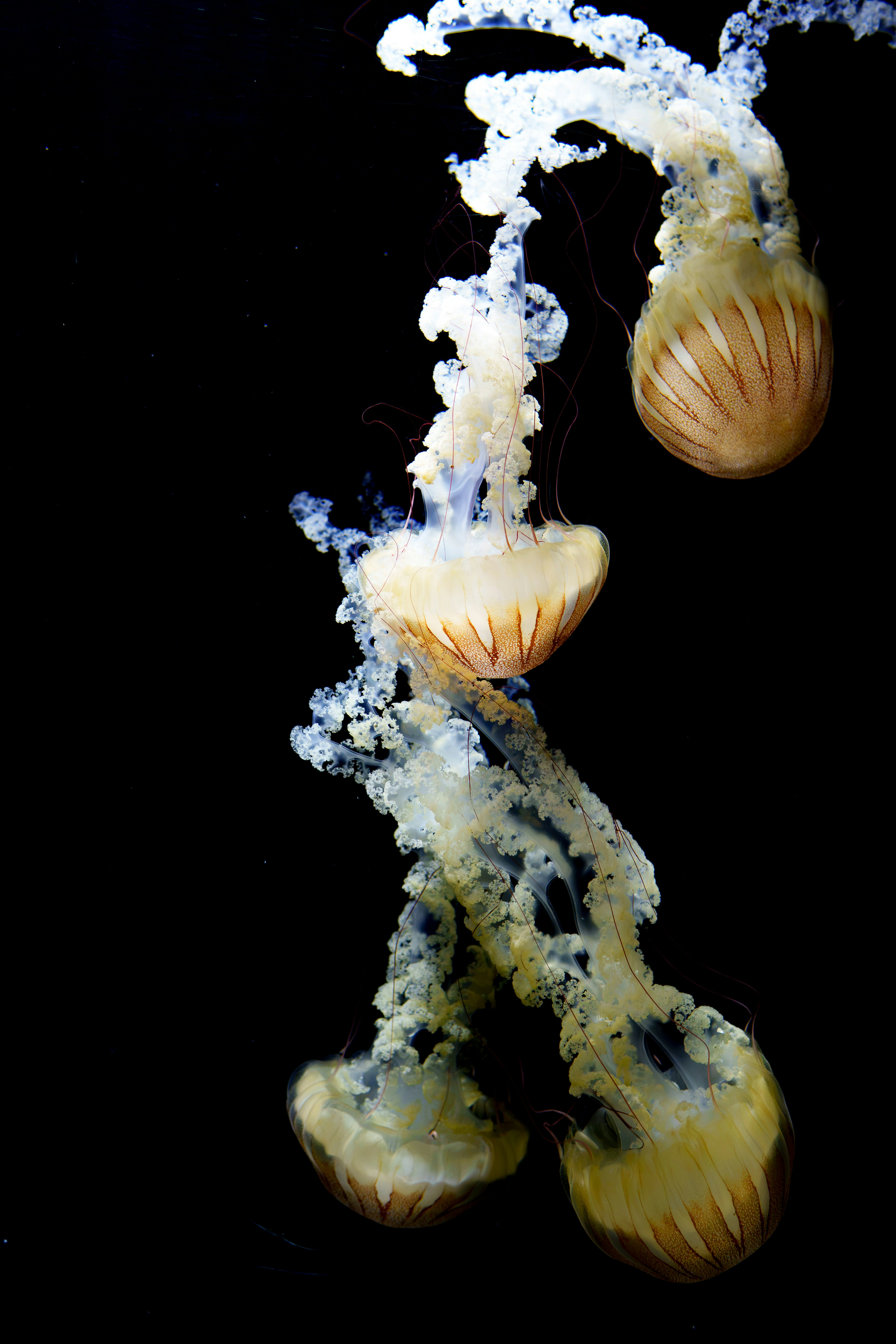 Luminous Tentacles: Three Jellyfish Drift Through Ink