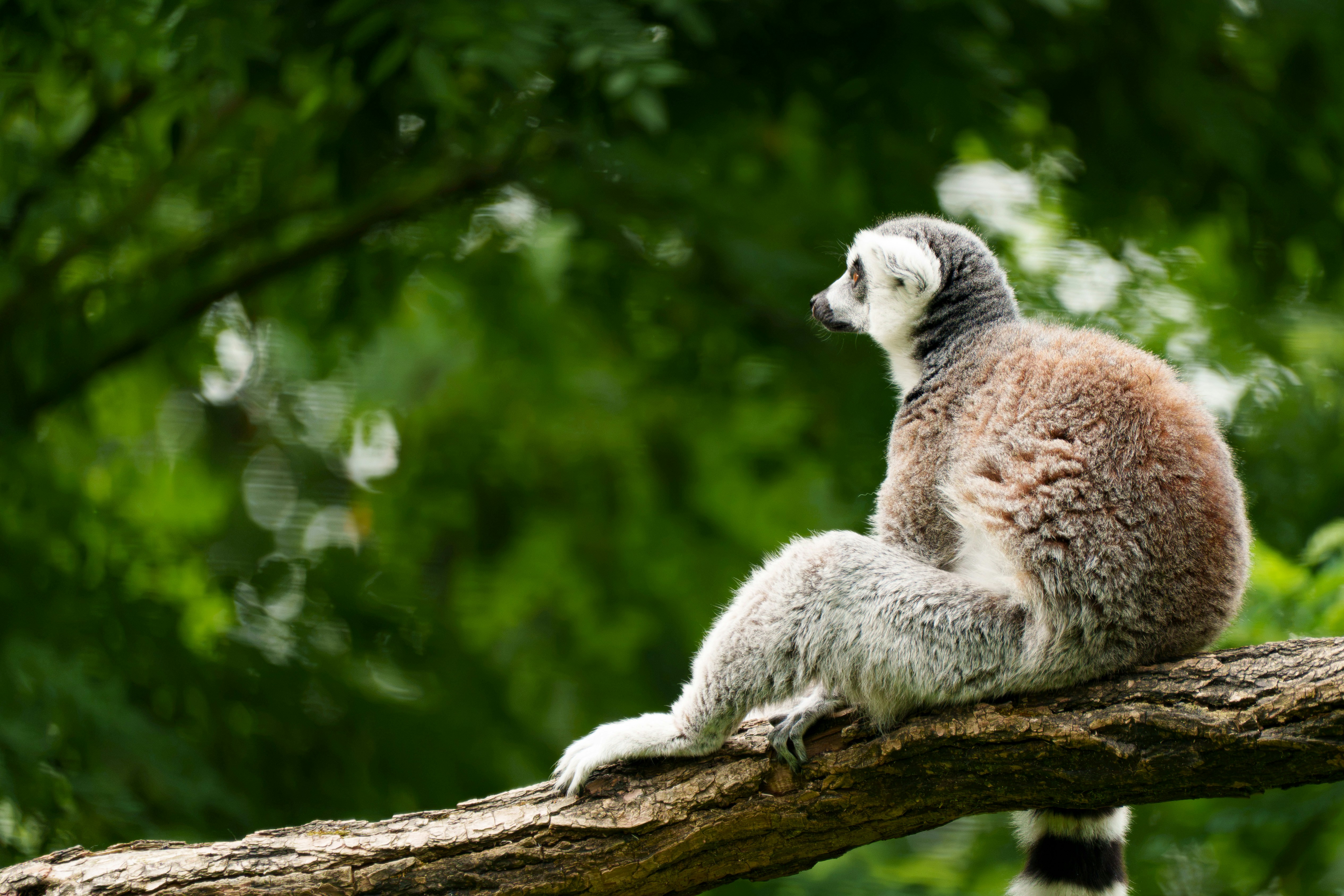 Languid Lemur on a Sunlit Branch