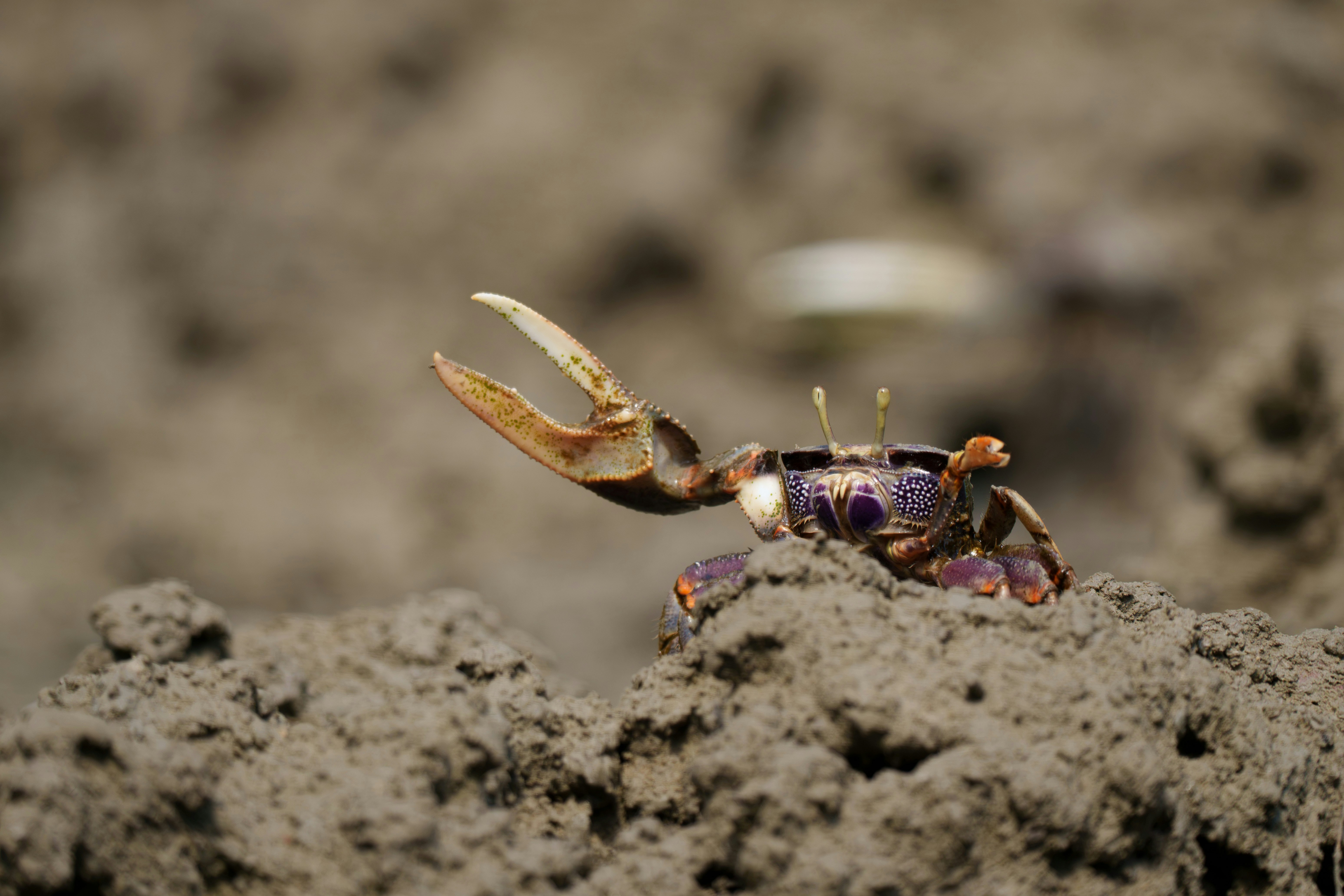 A crab with a raised claw on muddy ground.