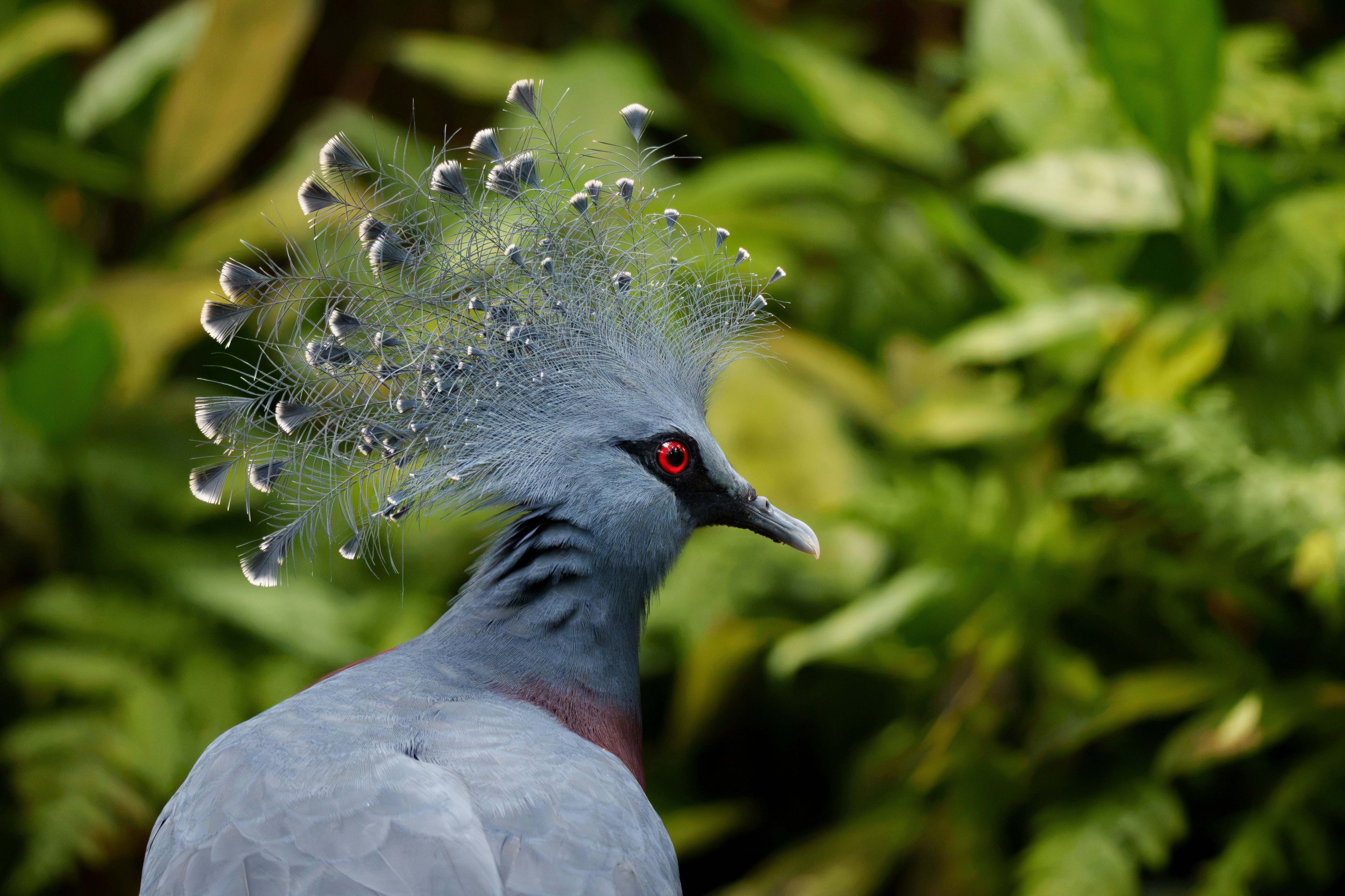 Regal Crest in Focus: A Victoria Crowned Pigeon Amid Lush Backdrop