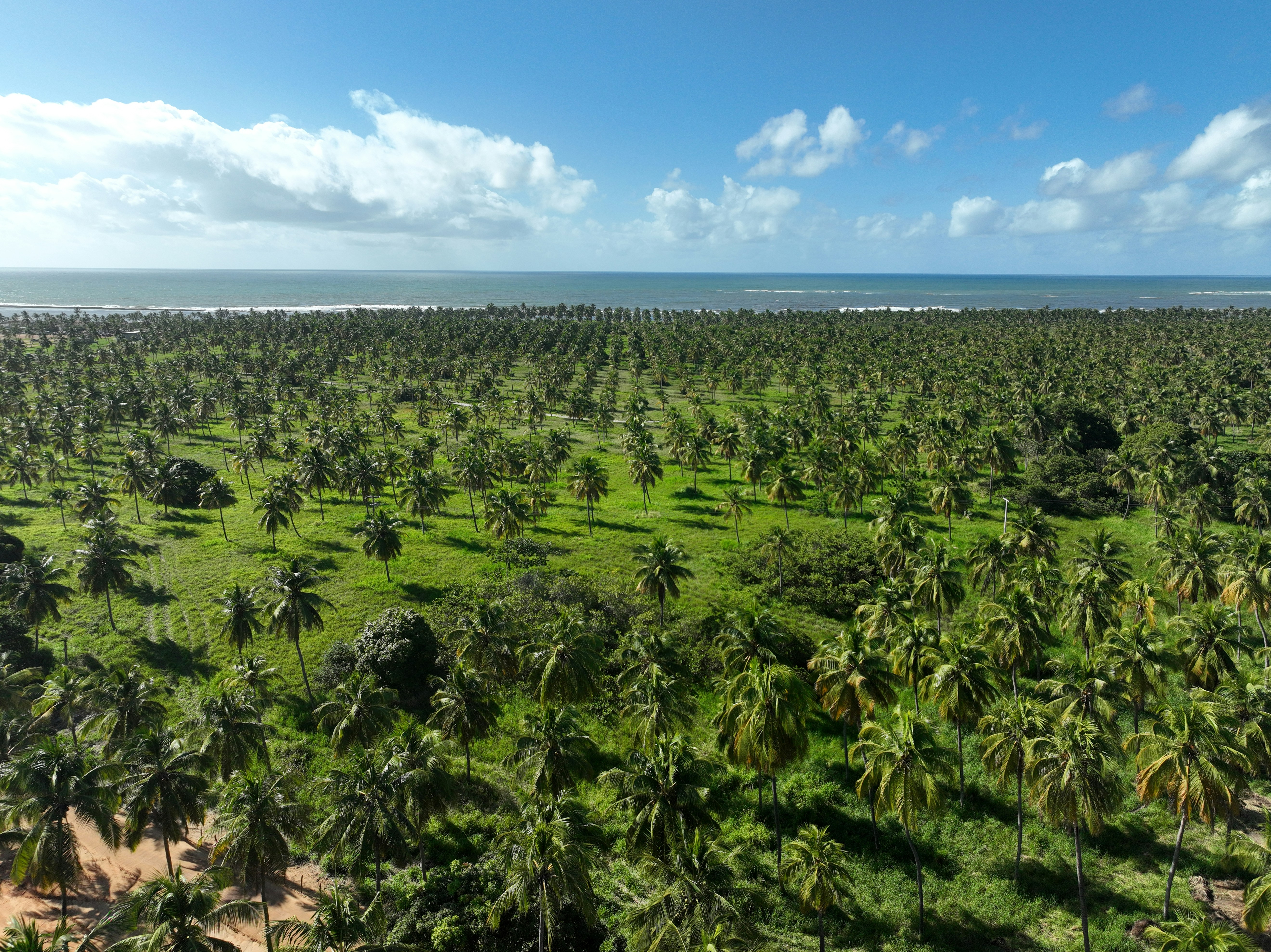Palm Sea of Green: A Dune-Rowed Coconut Meadow Toward the Ocean