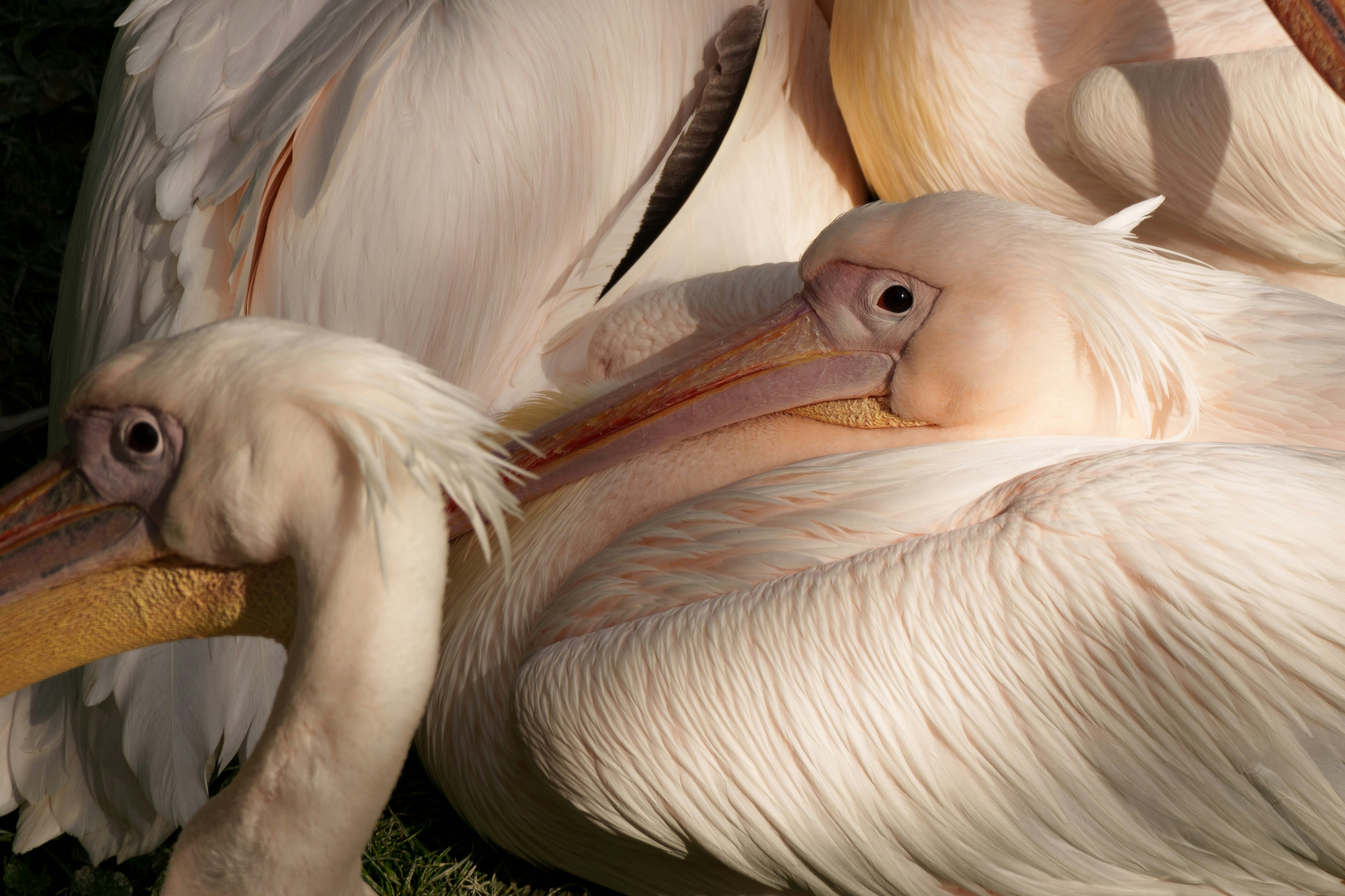 Quiet Assembly: Two Pelicans Rest in Shared Shade