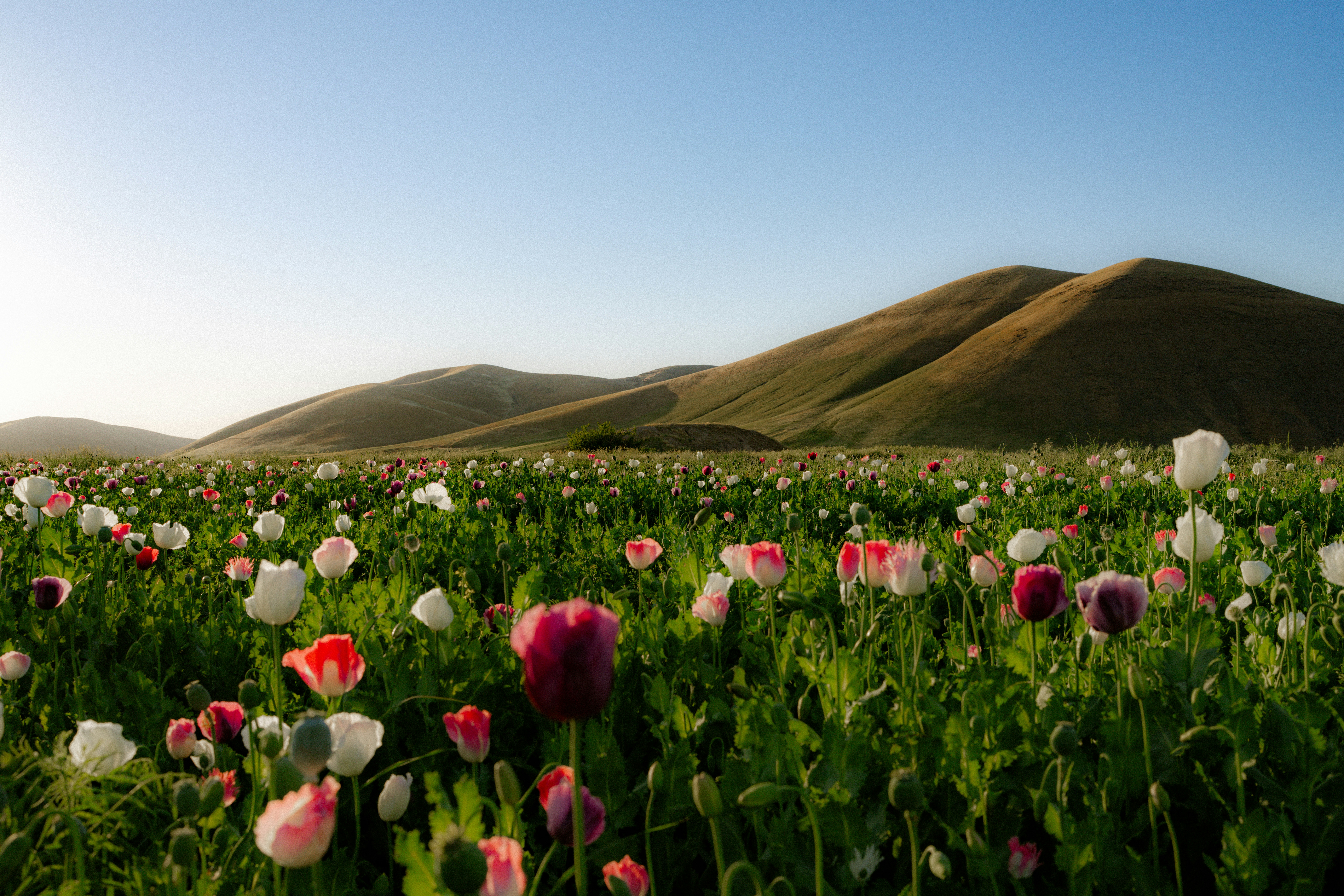 Dawn Meadow Over Rolling Hills of Tulip Field