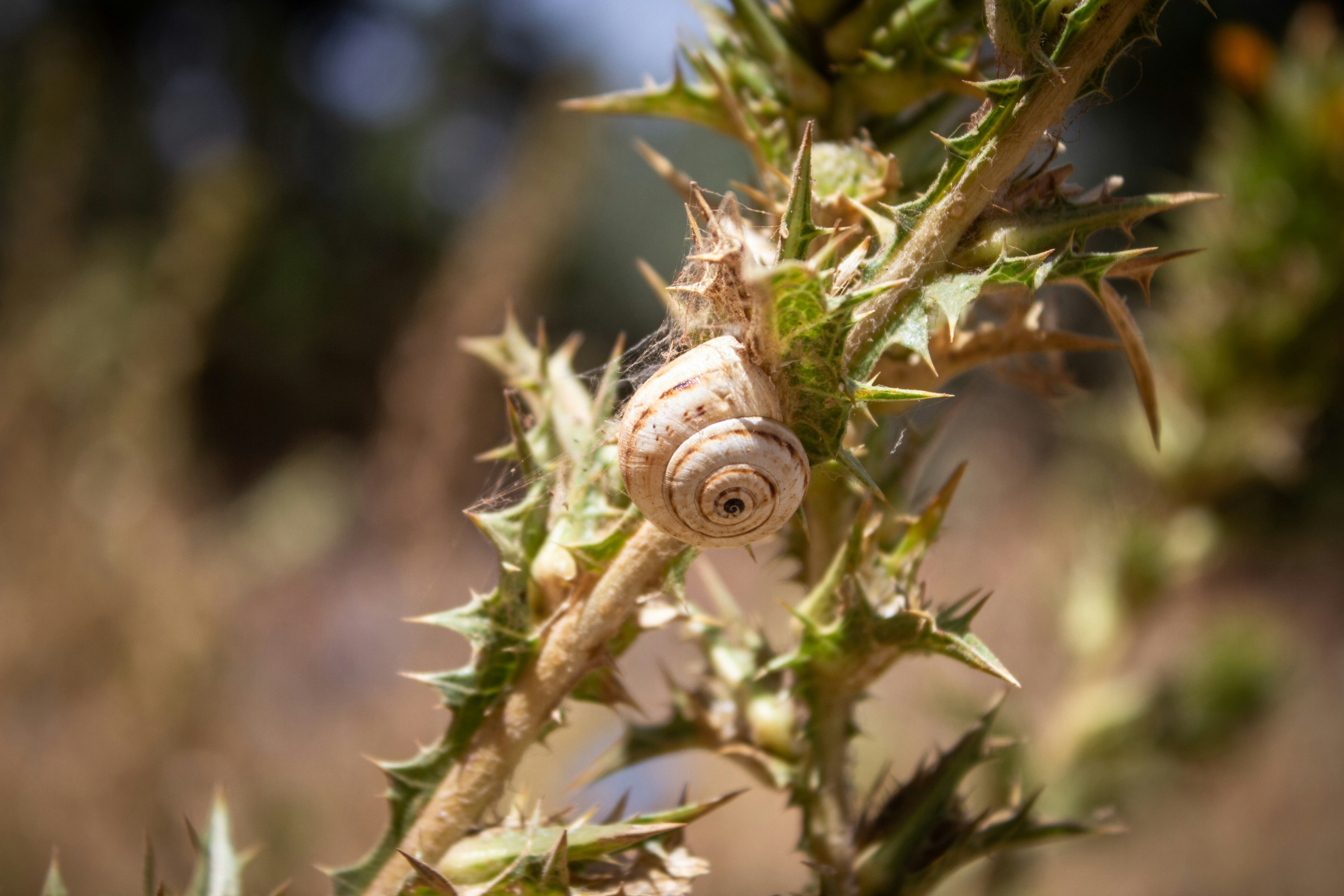 Spiny confess: a snail clings to a thorny stem under warm light
