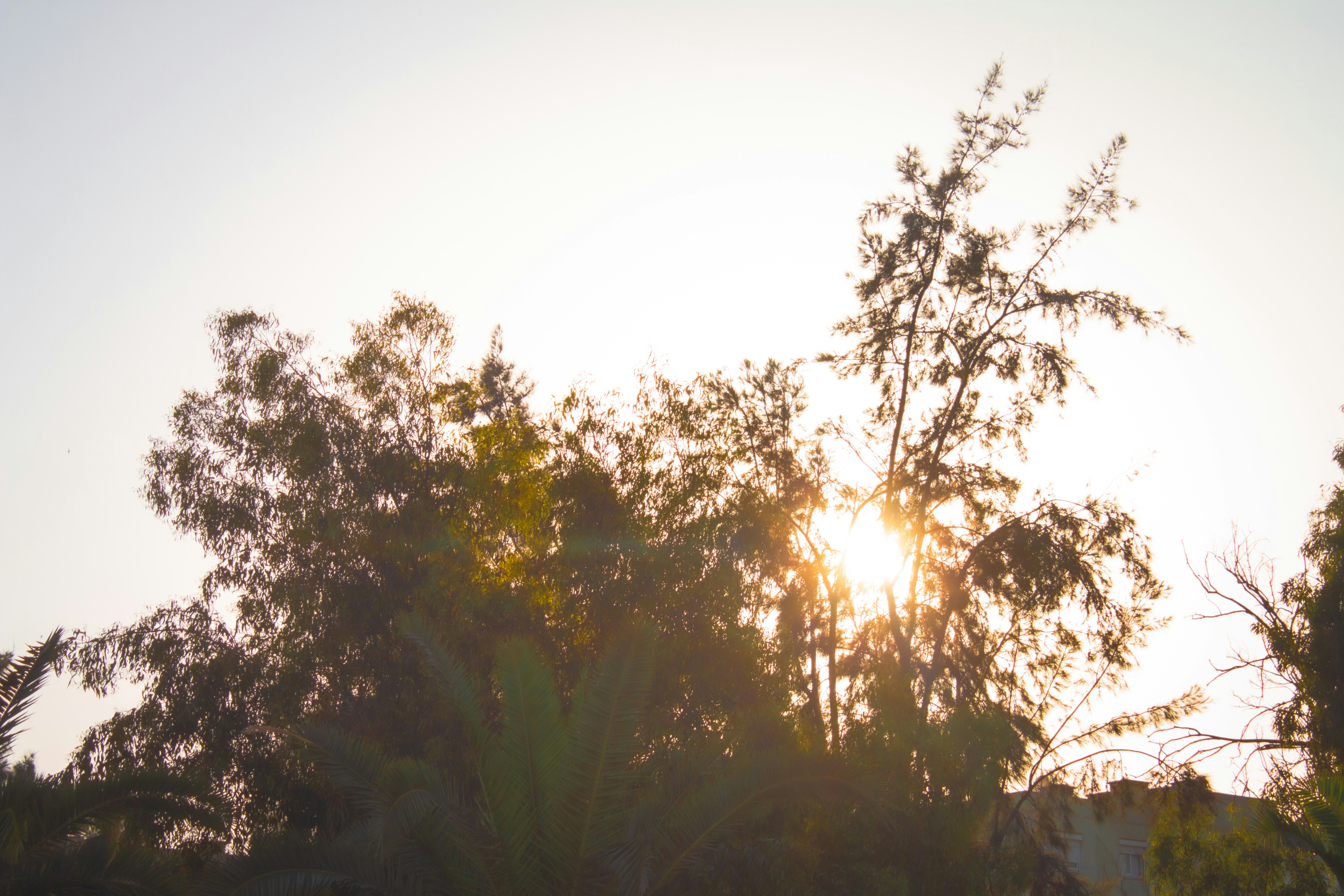 Photo by Zineddine Dinar with Canon EOS 600D