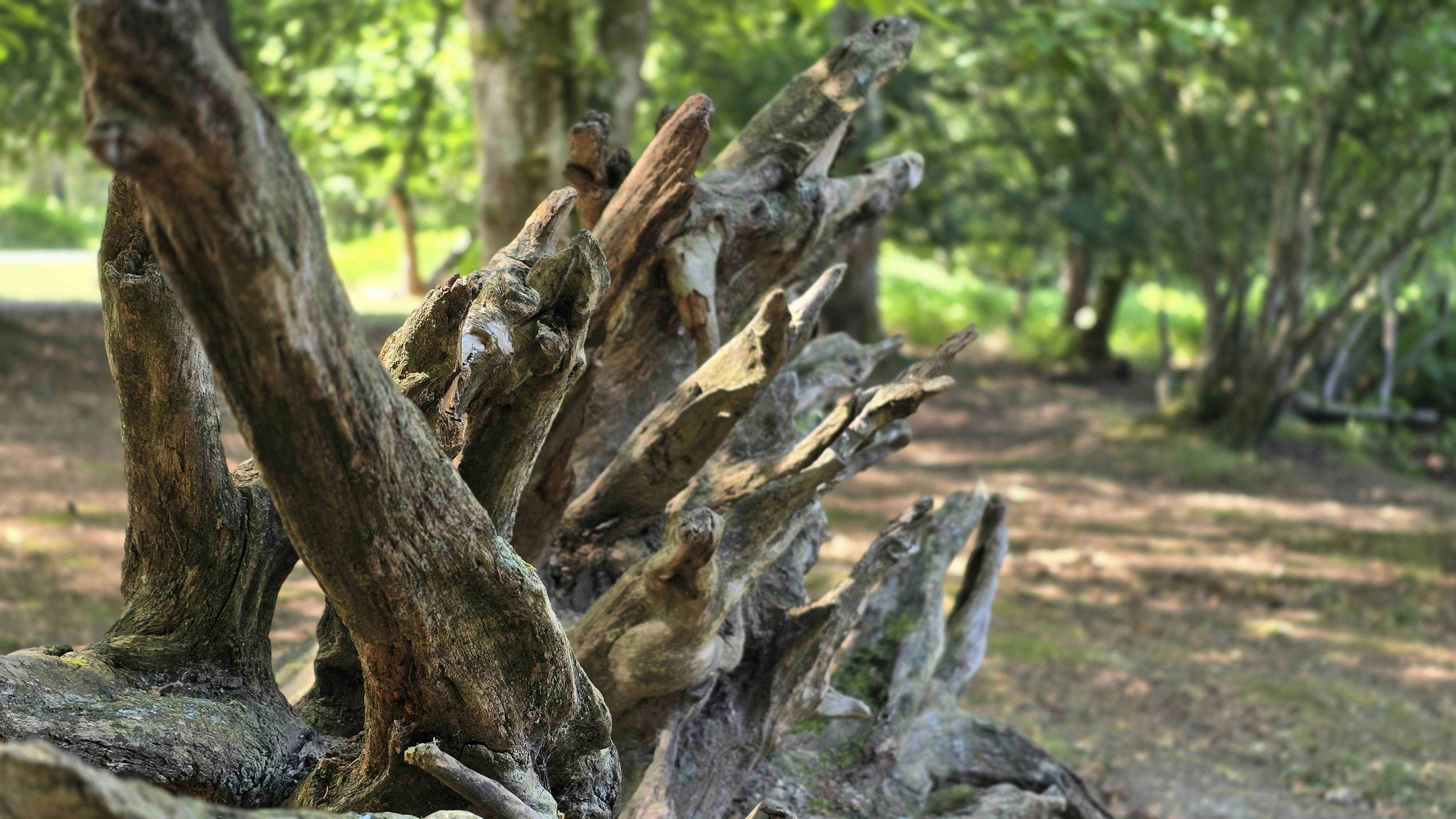 Rooted Chaos: An Ancient Branches Sculpted by Time