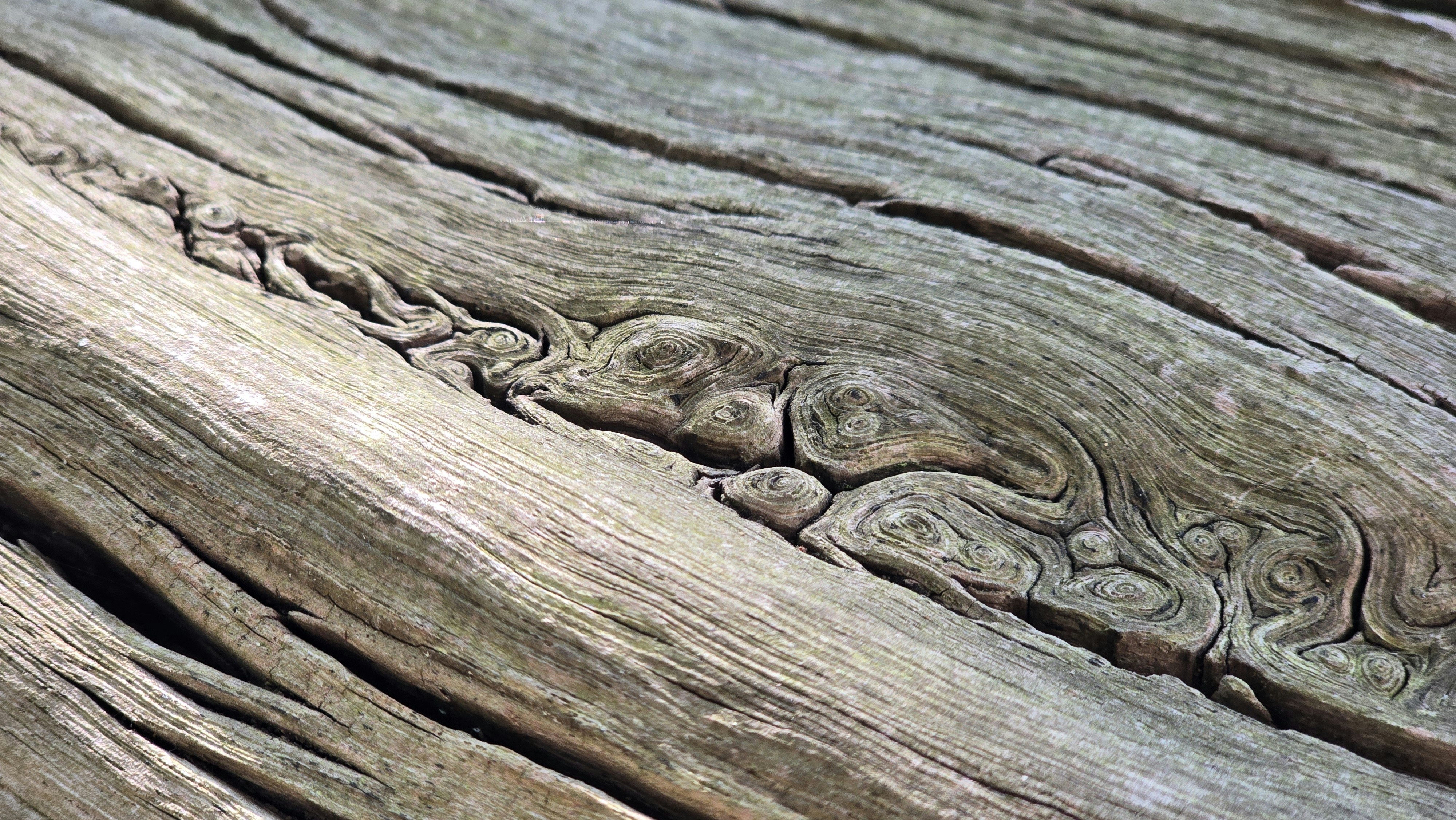 Weathered Grain: A Close Portrait of Timber Knots and Lines